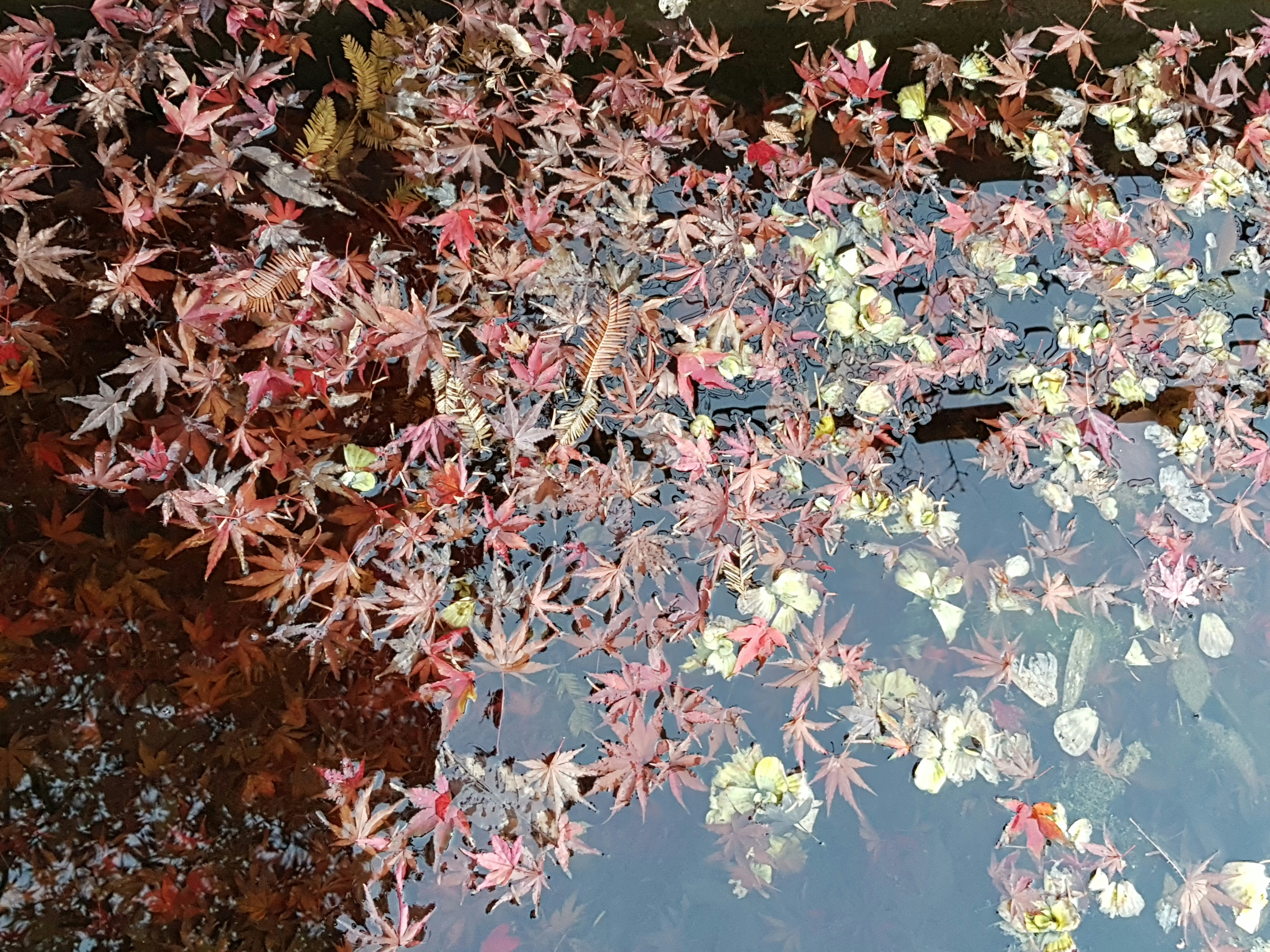 Autumn Maple Canopy Reflections