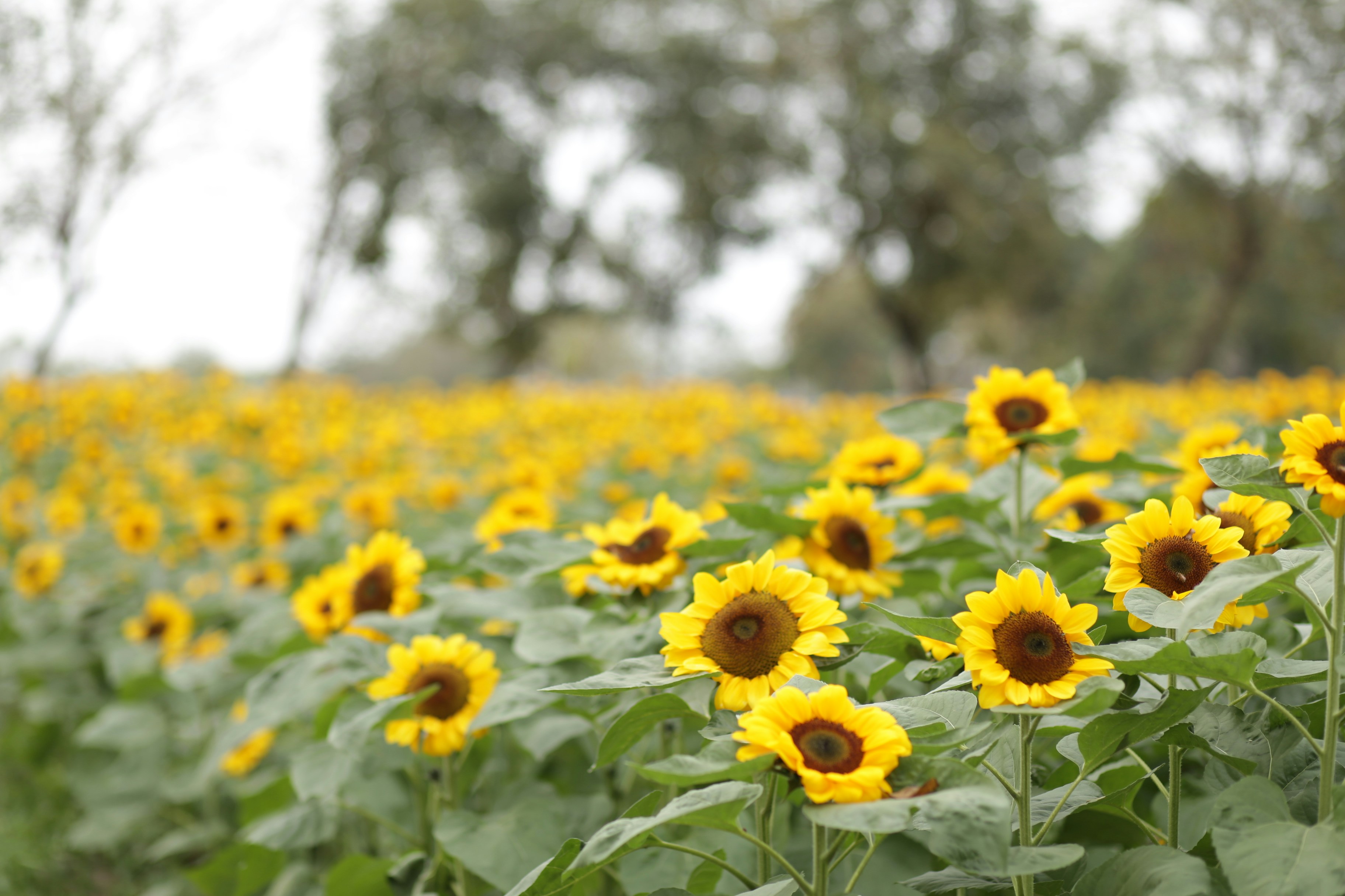 Golden Sea: Sunflowers Reaching for a Distant Light
