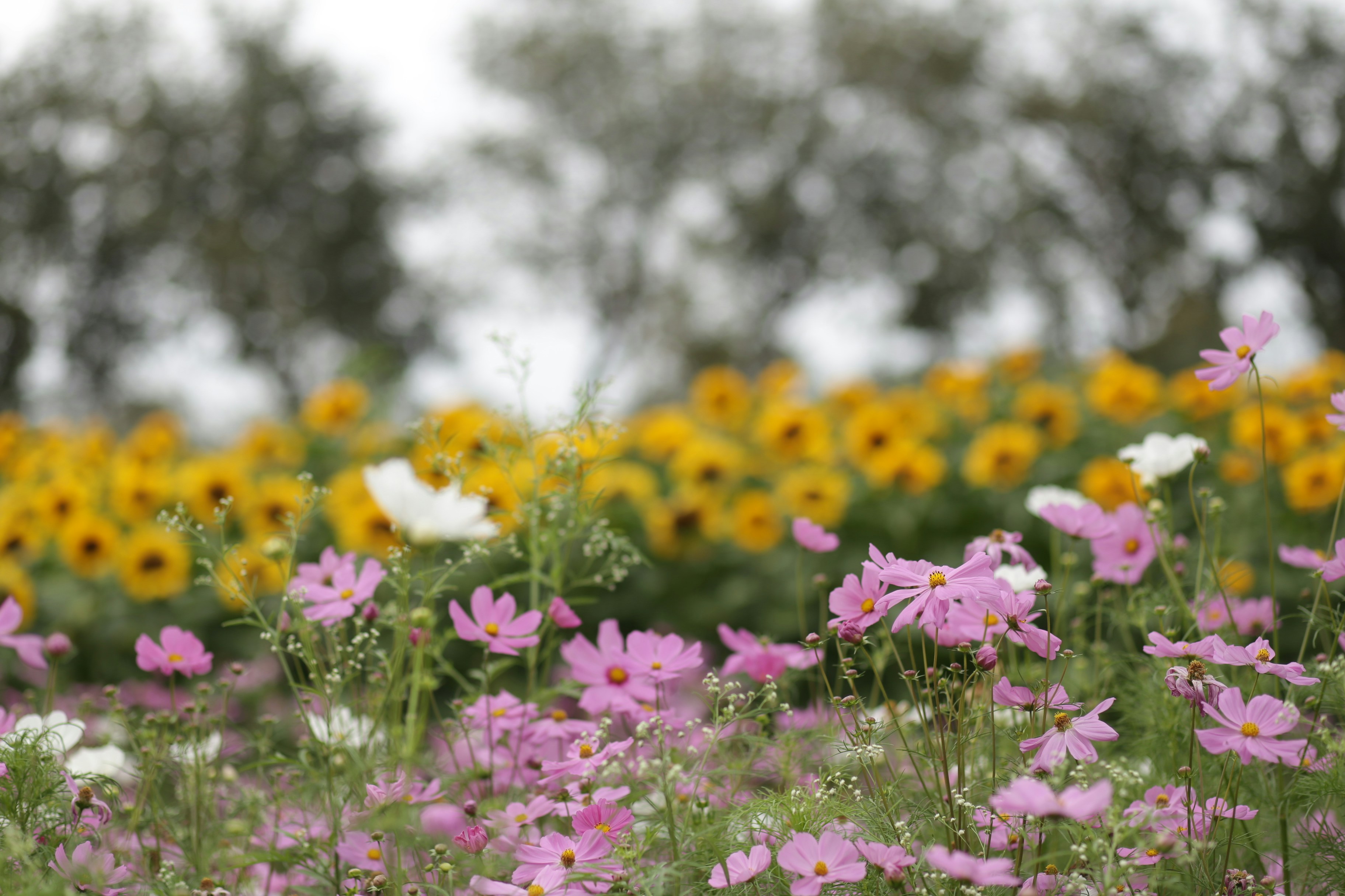Field of Blushing Blooms under a Soft Blur