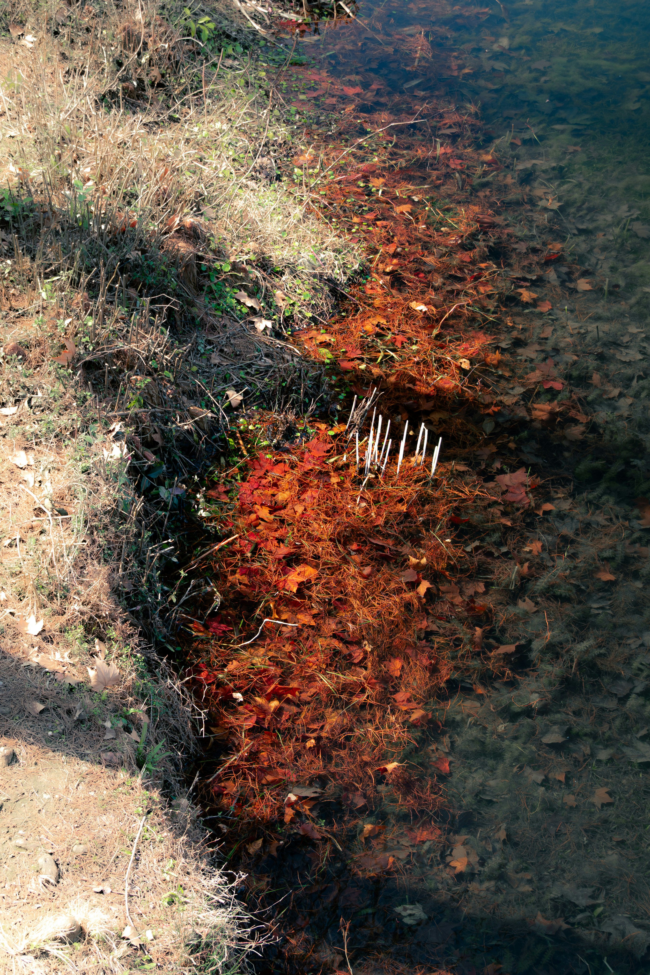 Autumnal Edge: Leaves, Water, and a Row of White Sticks