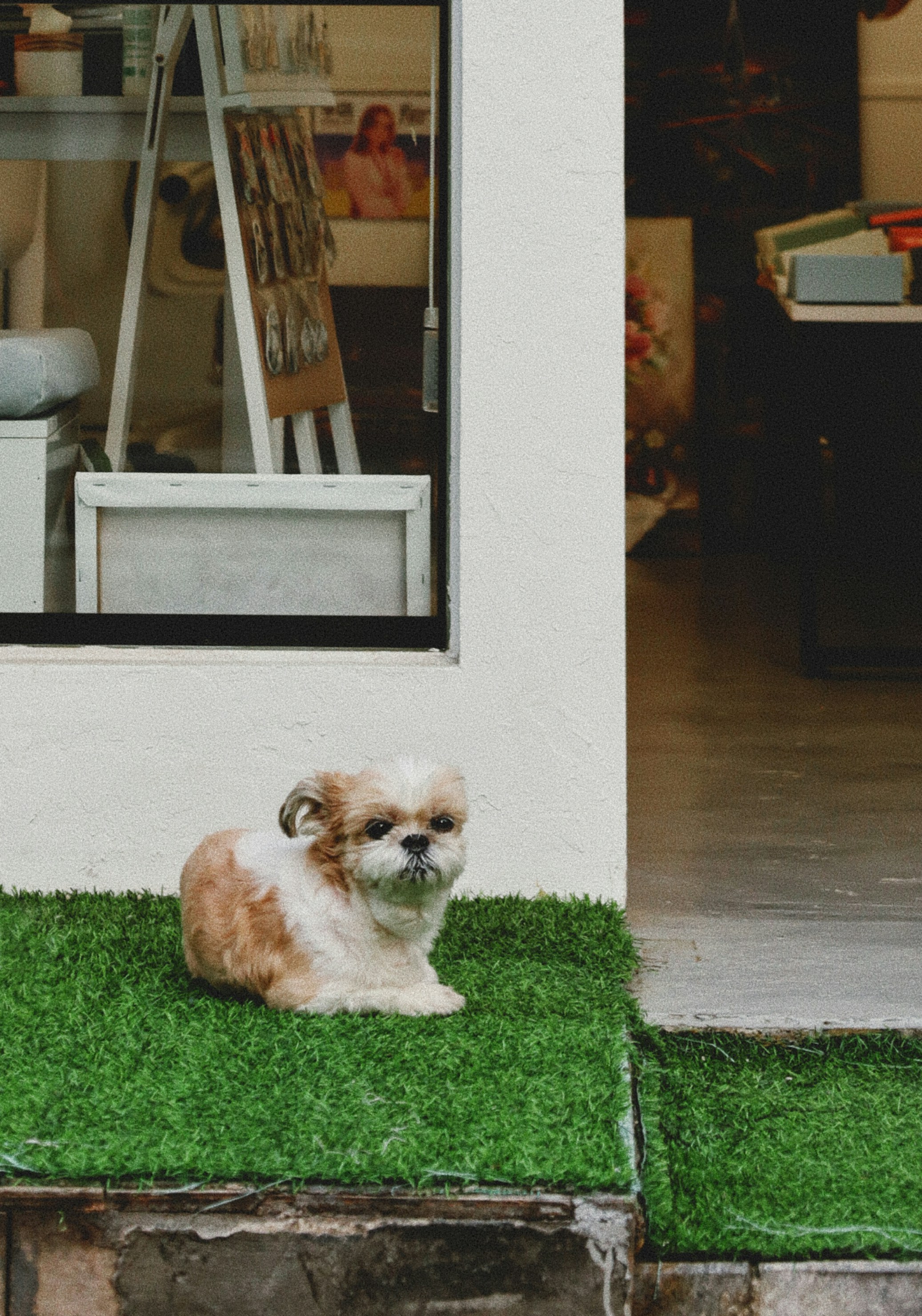 Lounge of Whiskers: A Posh Pup Guardians the Threshold