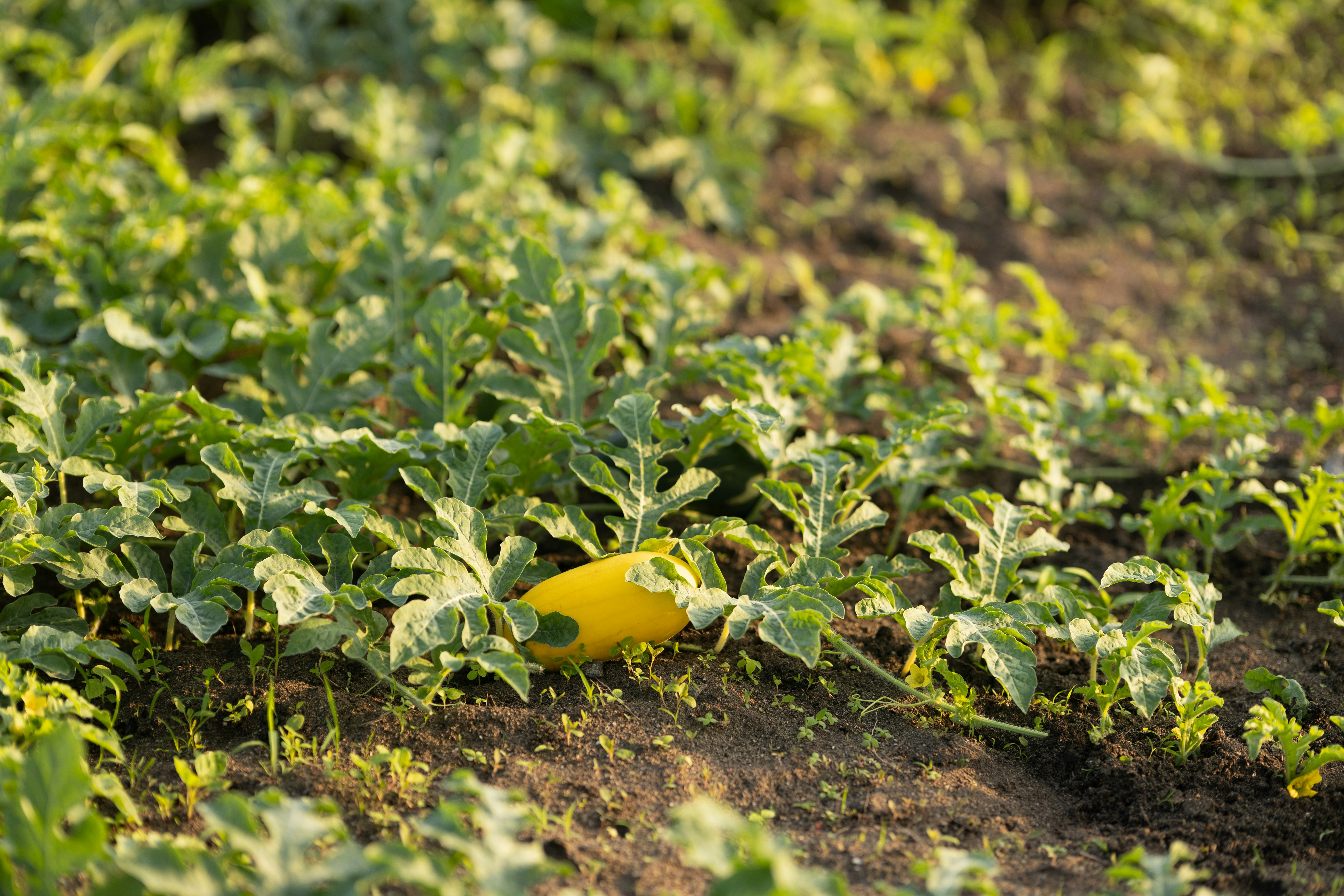 Yellow squash nestled among green vines in sunlit garden row