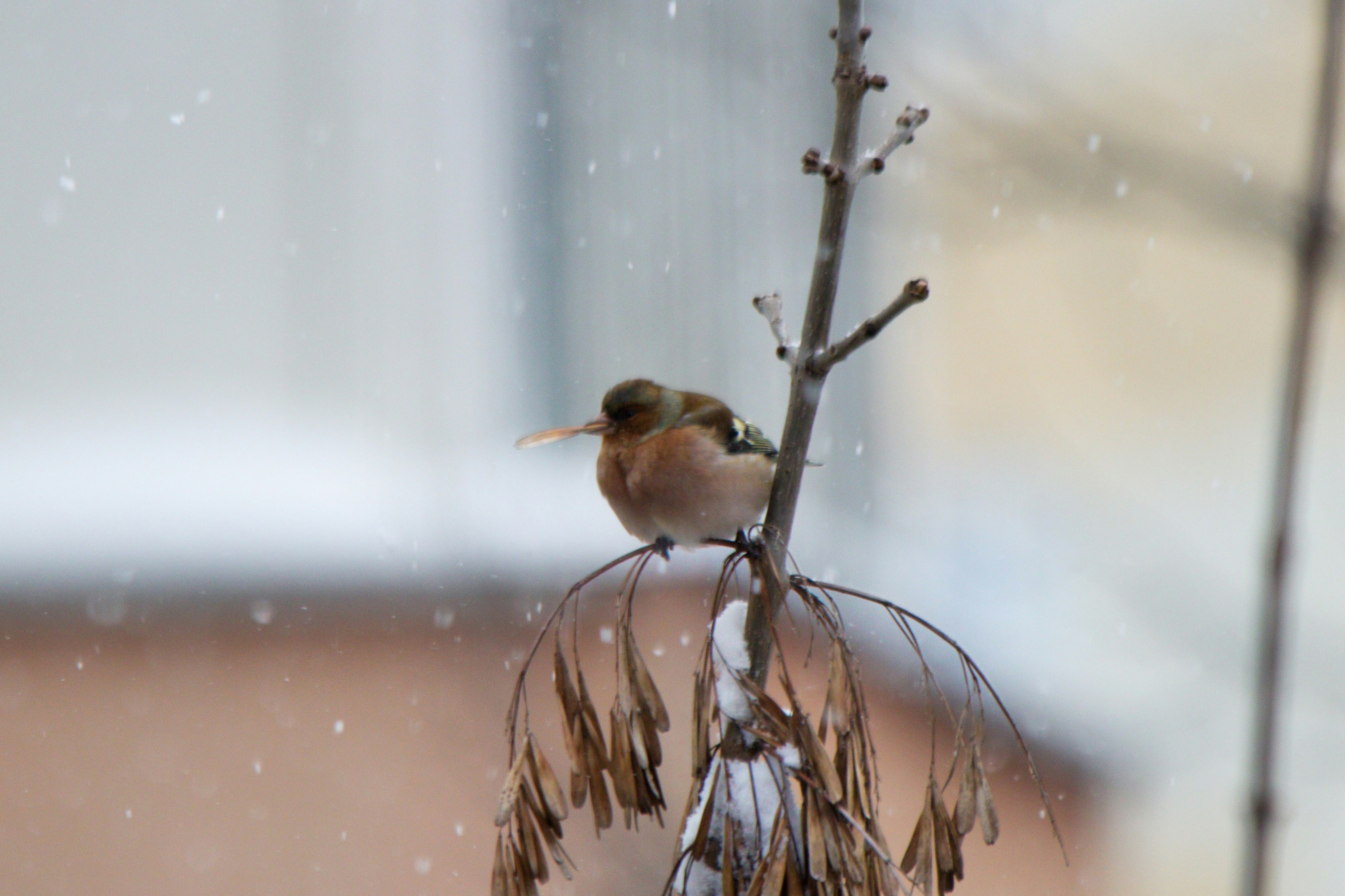Winter perch: a tiny robin on a dried twig amid falling snow