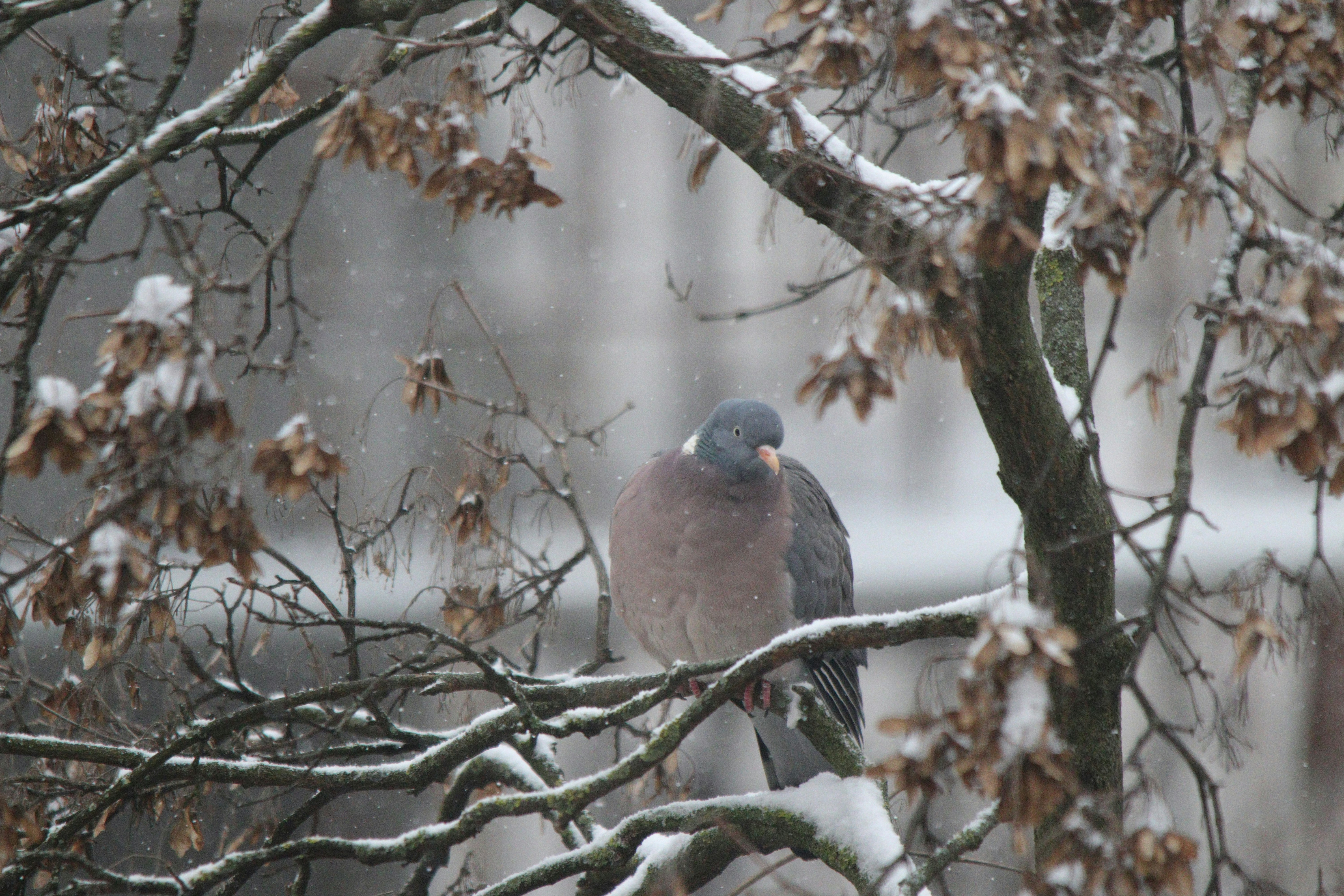 Winter Vigil: A solitary pigeon perched amid snow-kissed branches