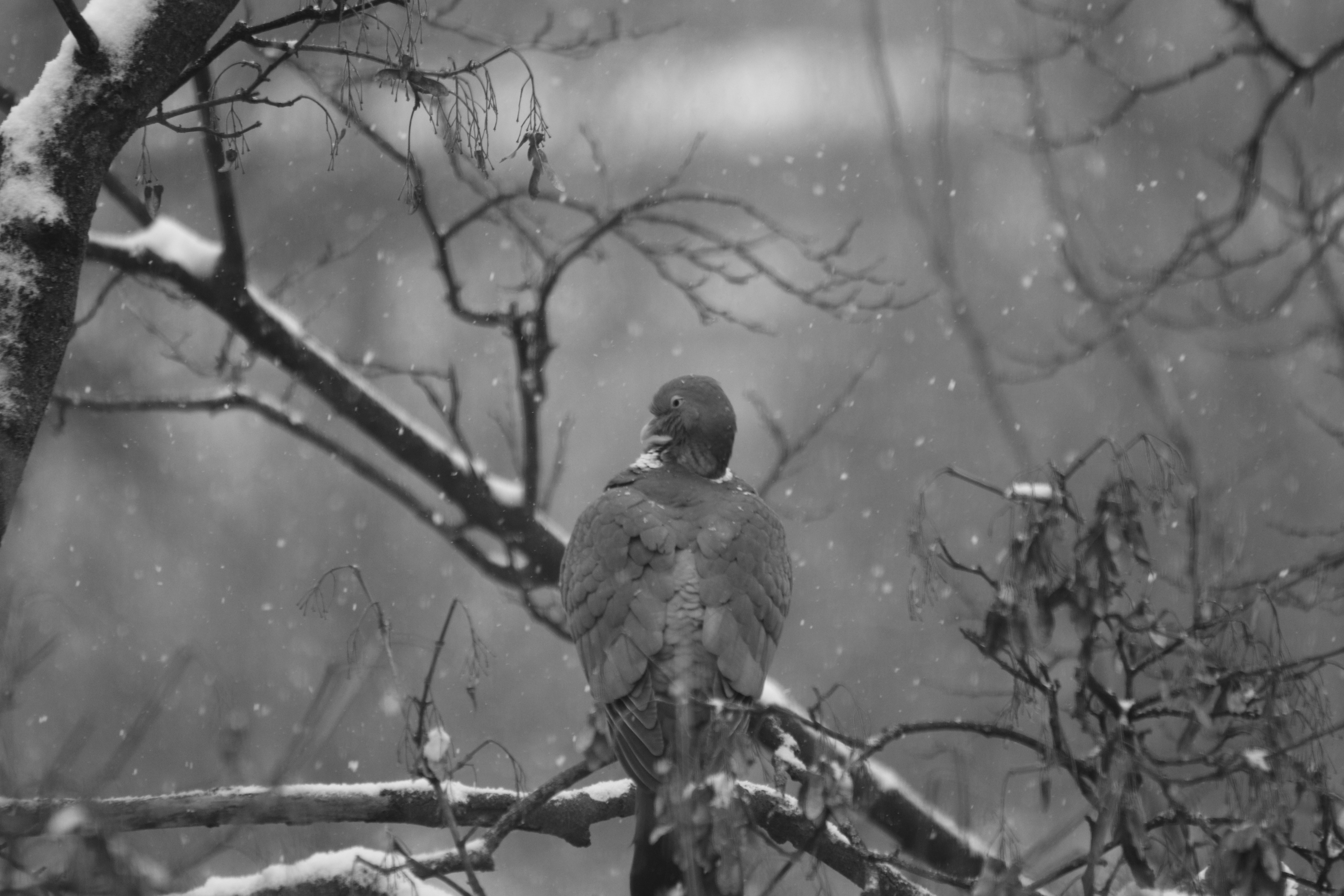 Midwinter Sentinel: A Dignified Dove Watches Over Snow-Dusted Branches