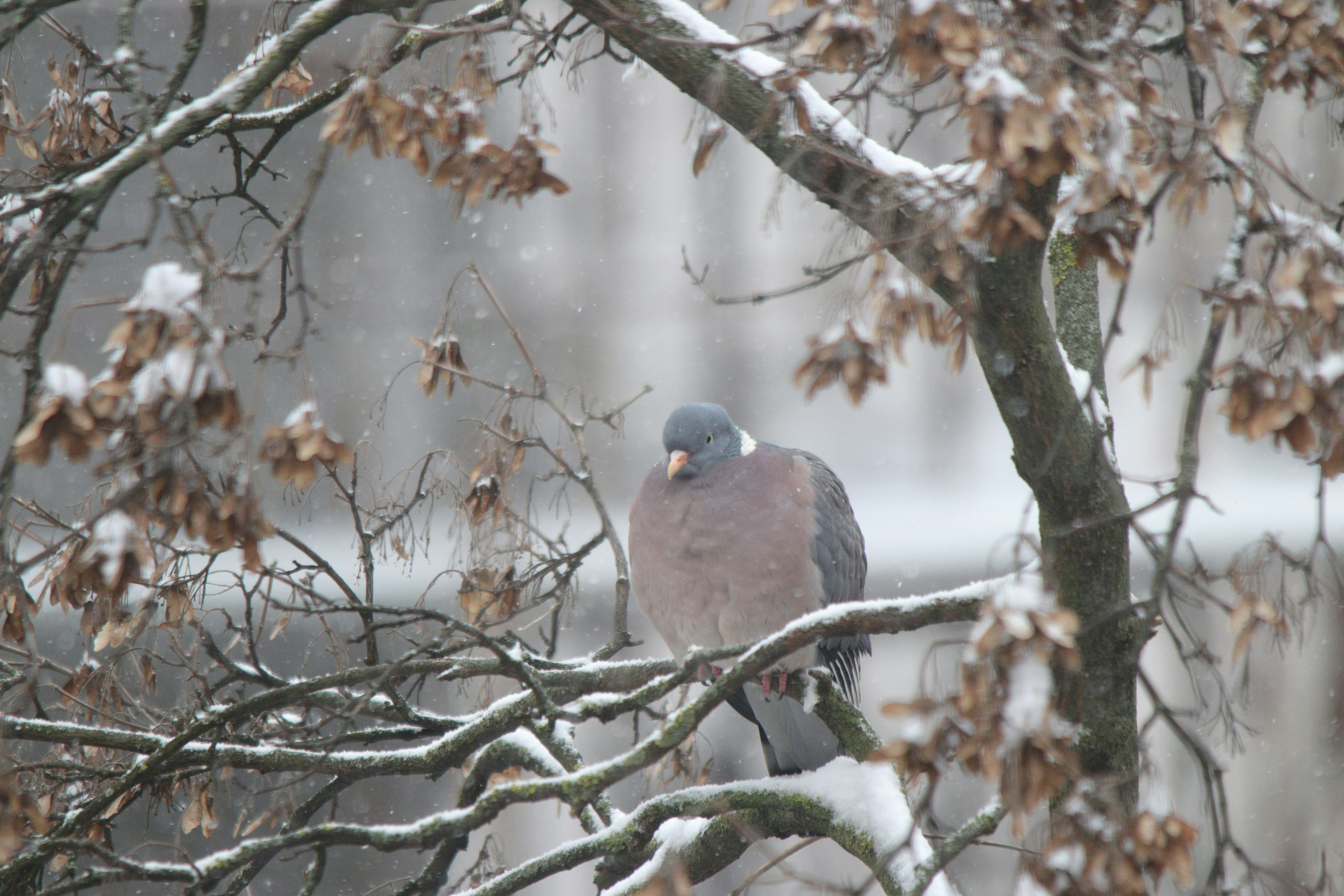Winter Watch: A Sparrow Lattice on Icy Branches