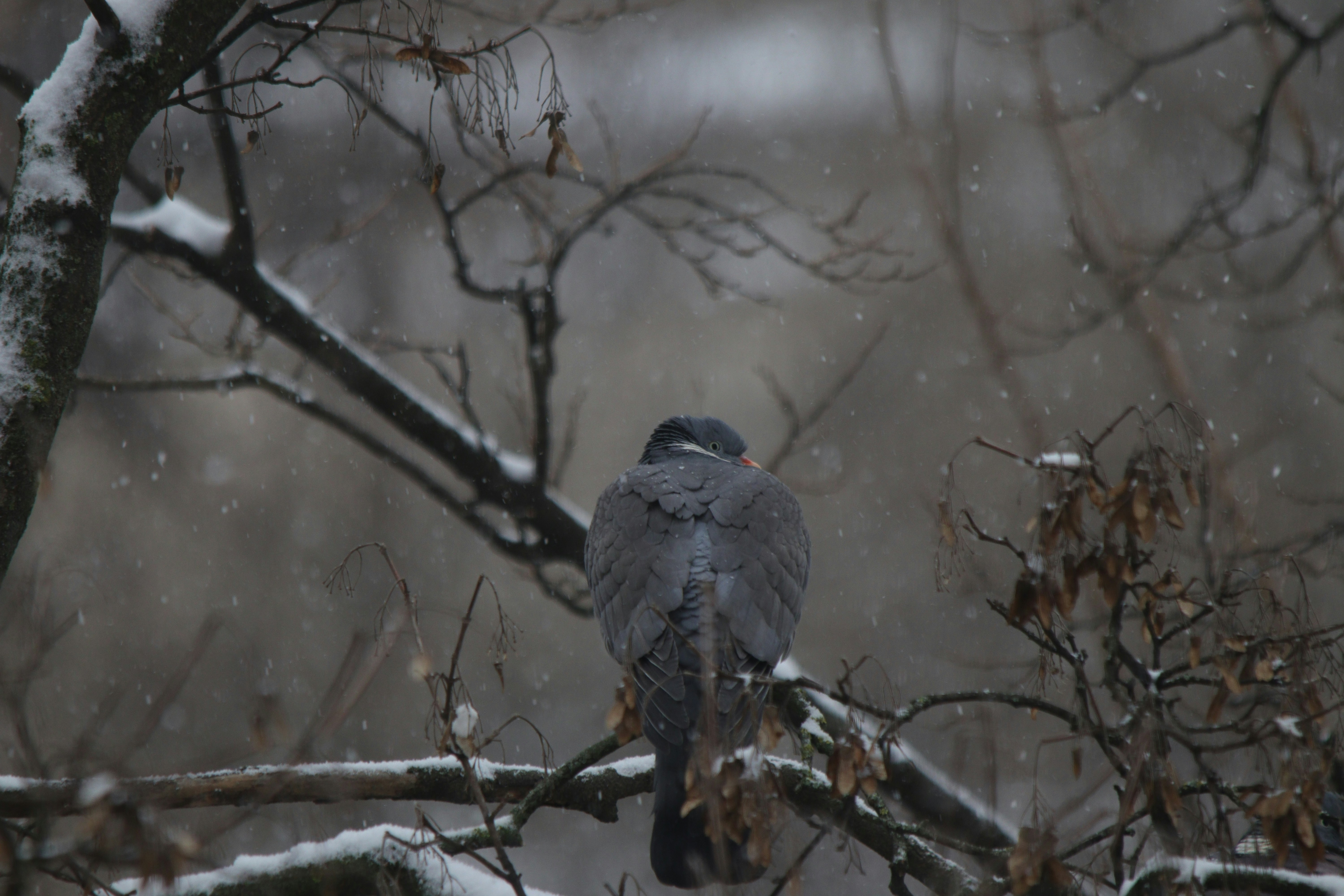 Winter Watch: A Raven Perched in Snowfall