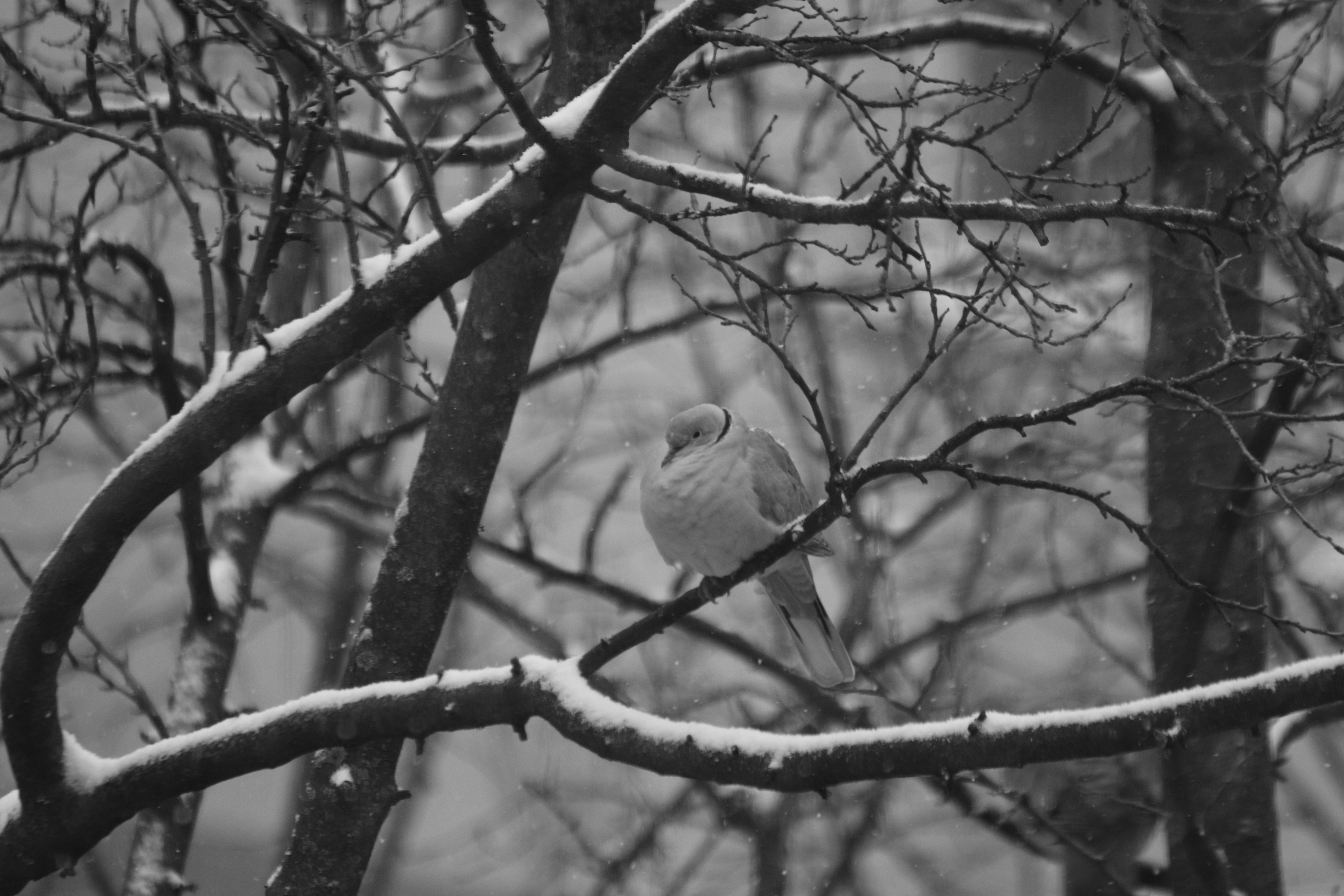 Winter Watch: A Quiet Moment on Slender Branches