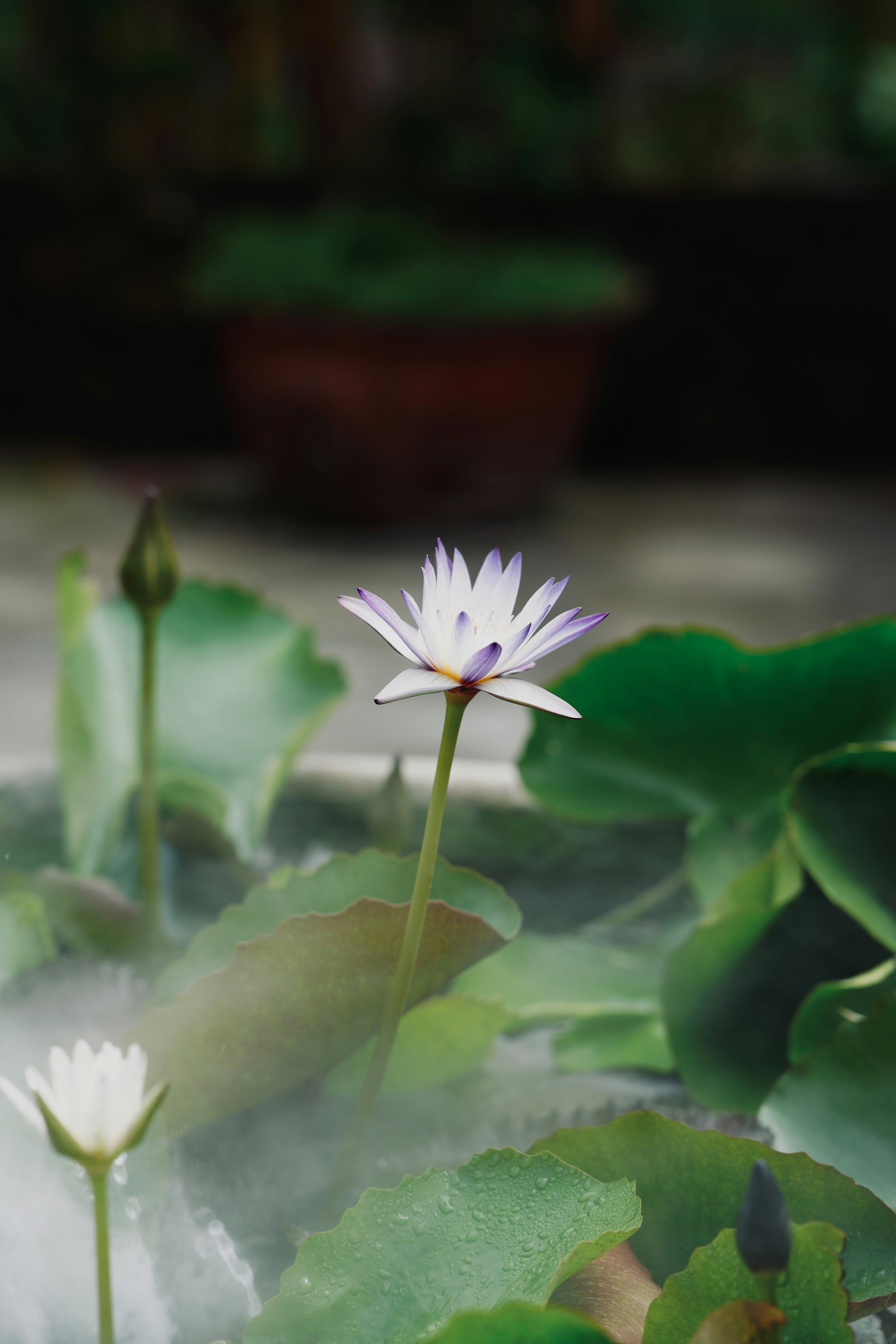 Single lotus crown: a slender stem rising amid misty greens