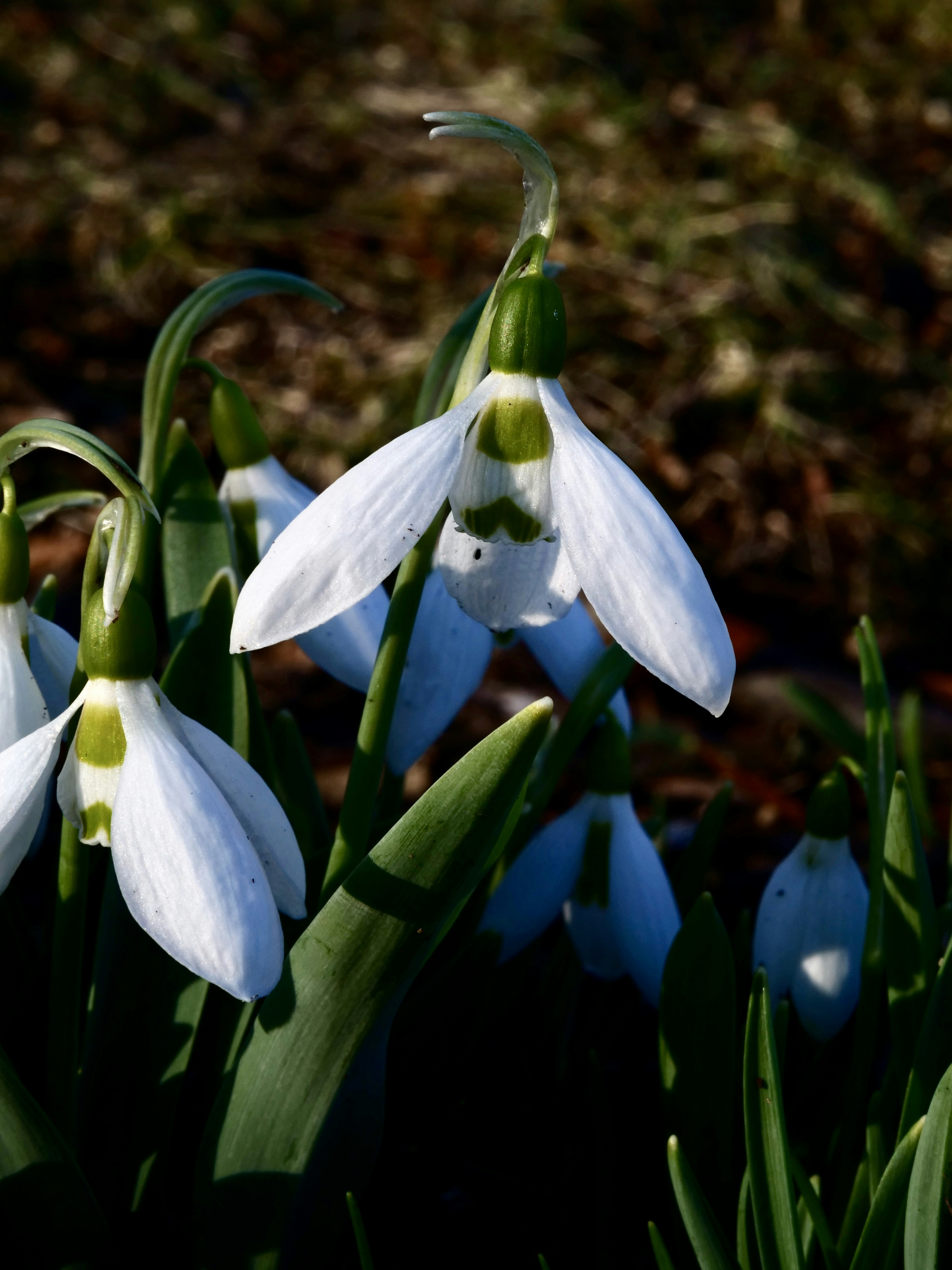 Snowdrops in early light: delicate petals and emerging green shoots