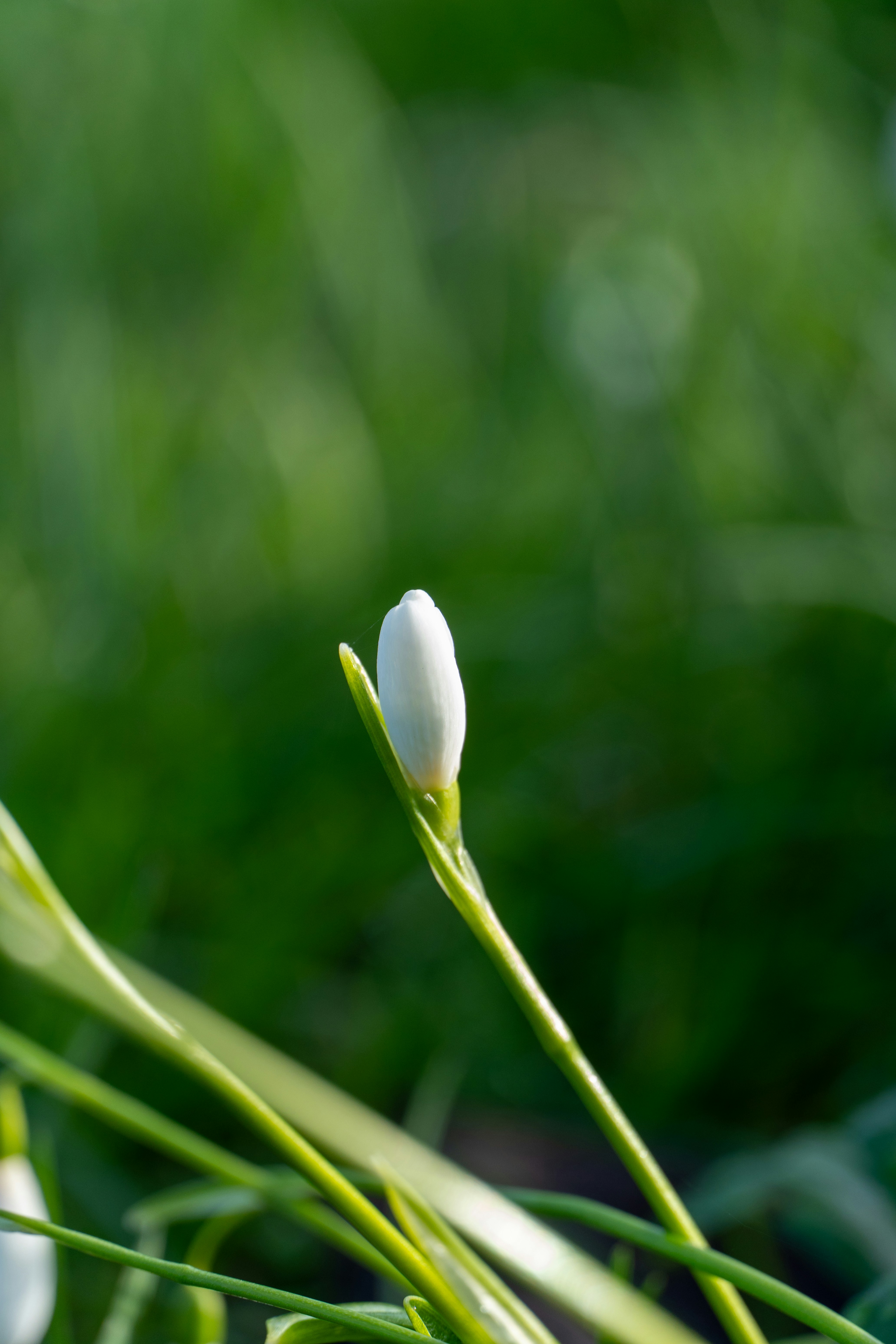Single White Bud in a Sea of Green
