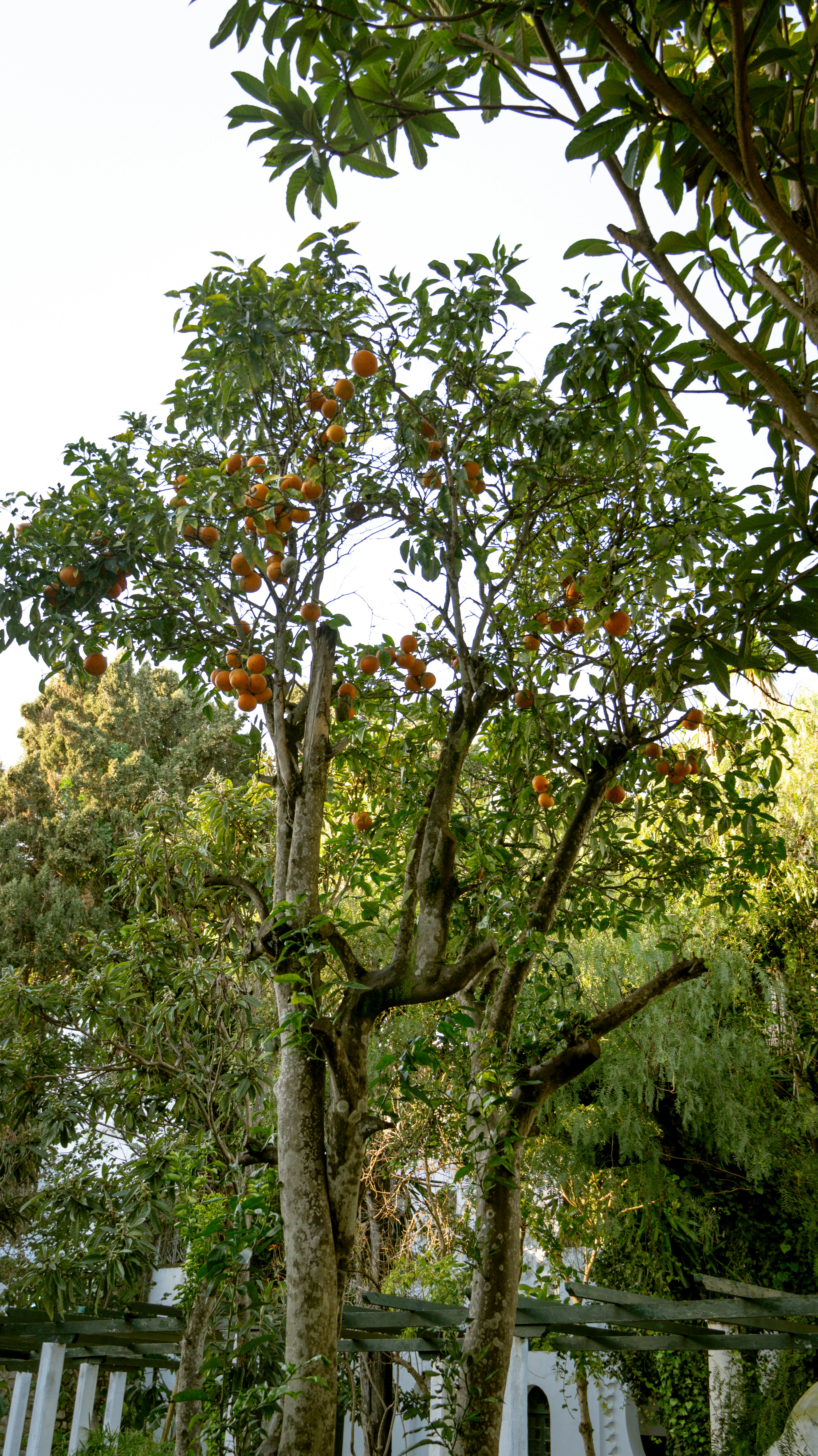 Orange Trees in a Sunlit Garden Boughs and Fruit