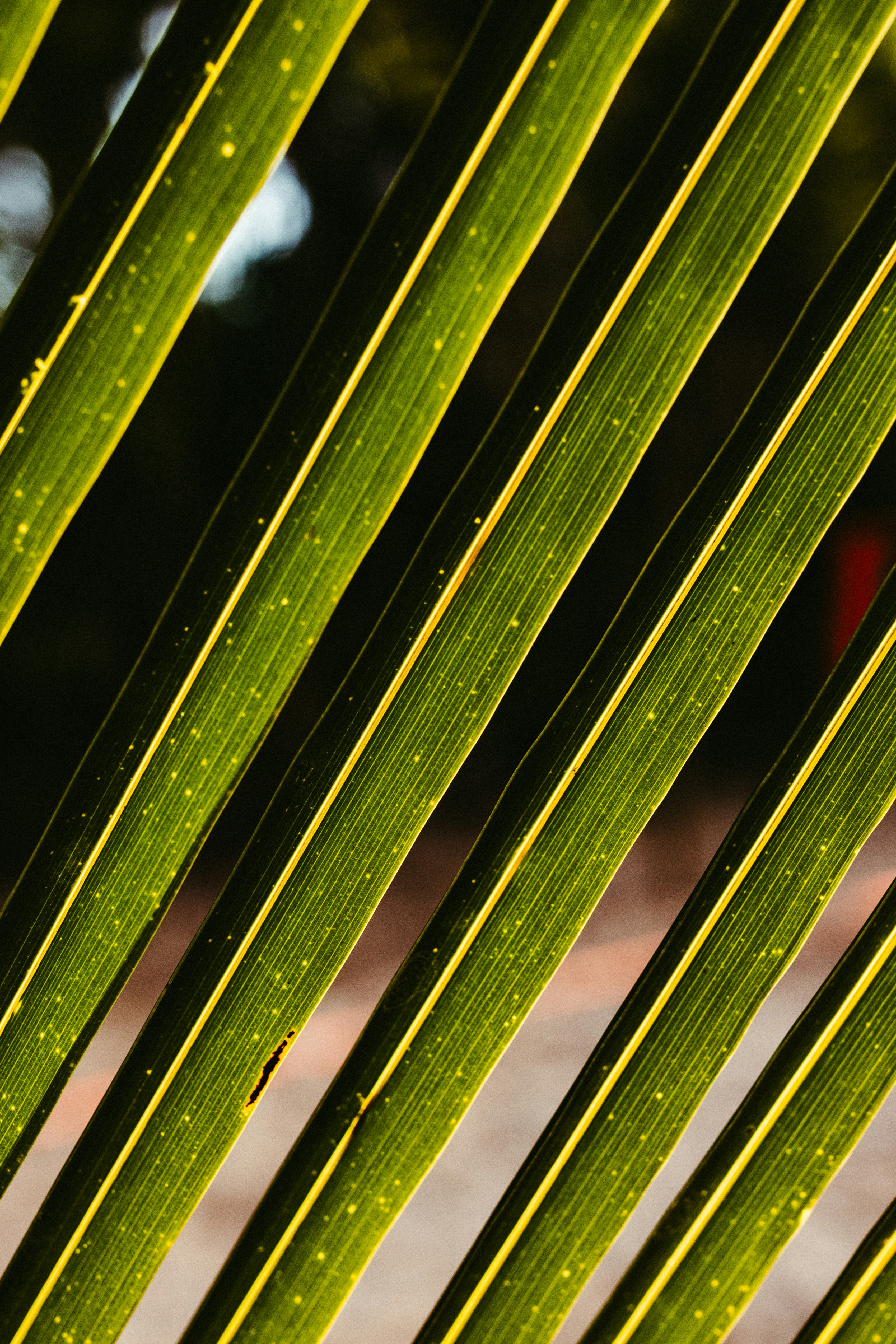 Diagonal Green Strips: A Close-Up of Nature’s Linear Pattern