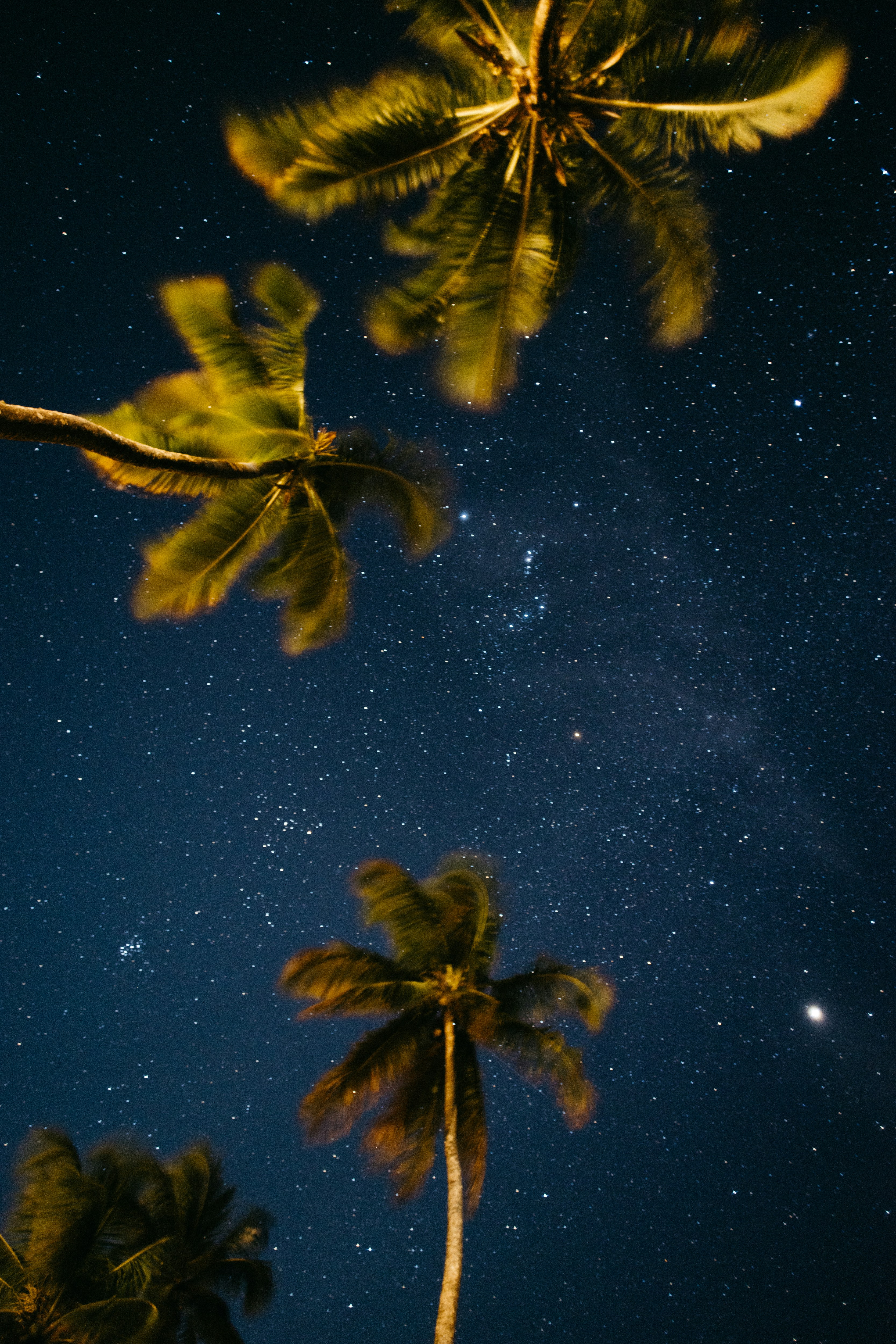 Palm Trees Under a Starry Tropic Night