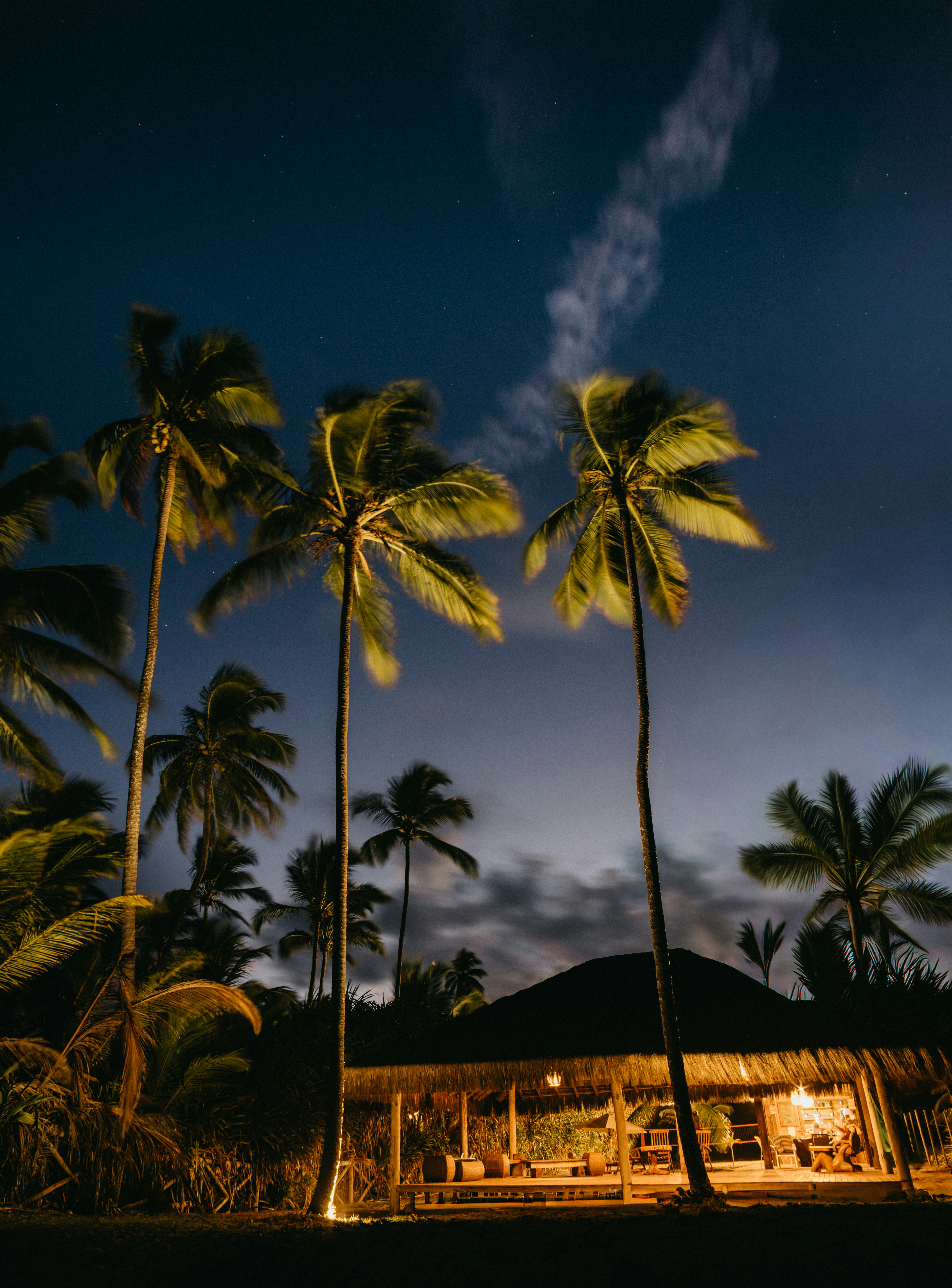 Nighttime Palms and Warm Oasis