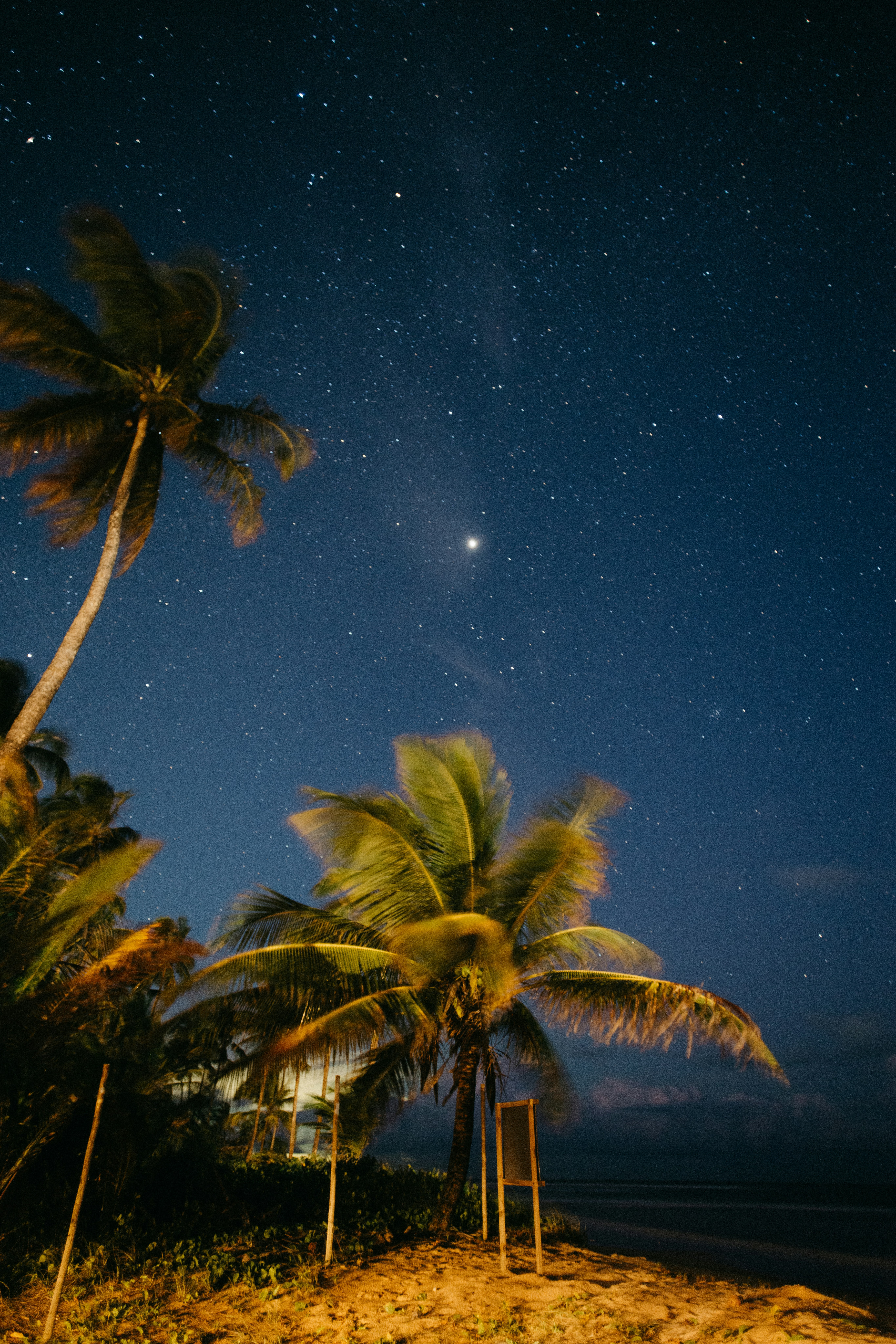 Palm Shadows Beneath a Starfall Sky