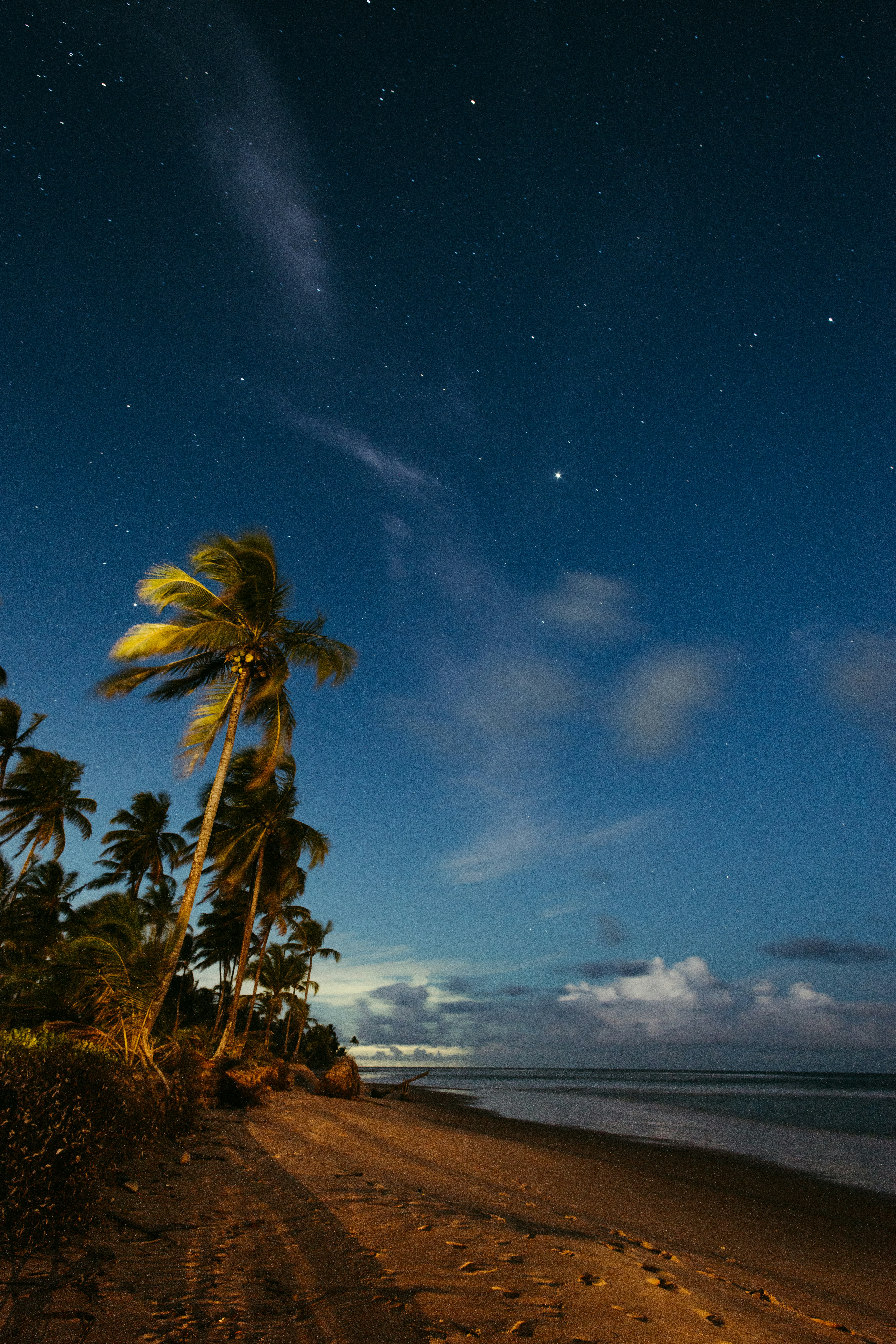 Moonlit Palmline on a Velvet Night Shore