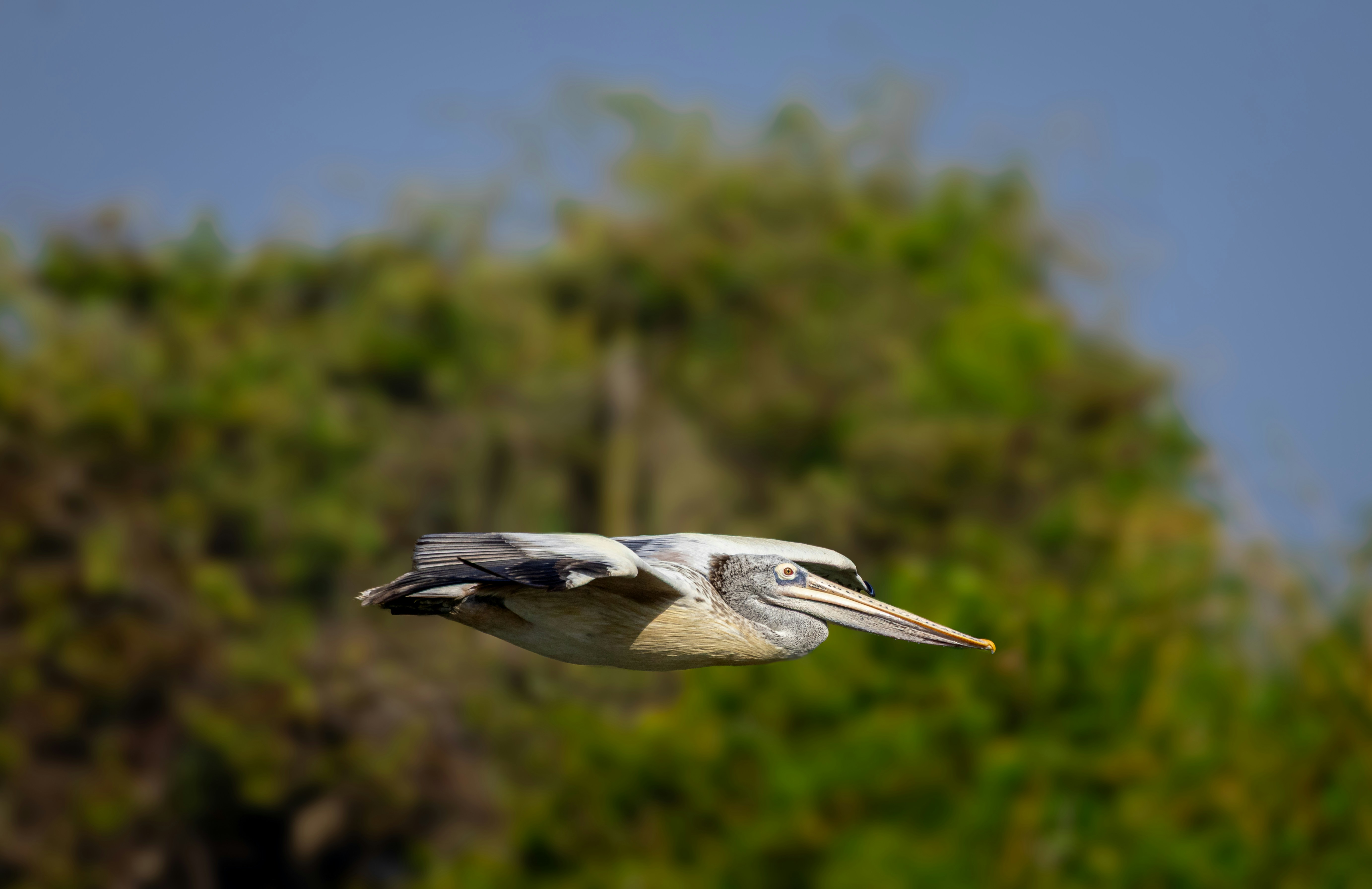 Midflight Grey Heron in Focus: A Needle-Nose Glide