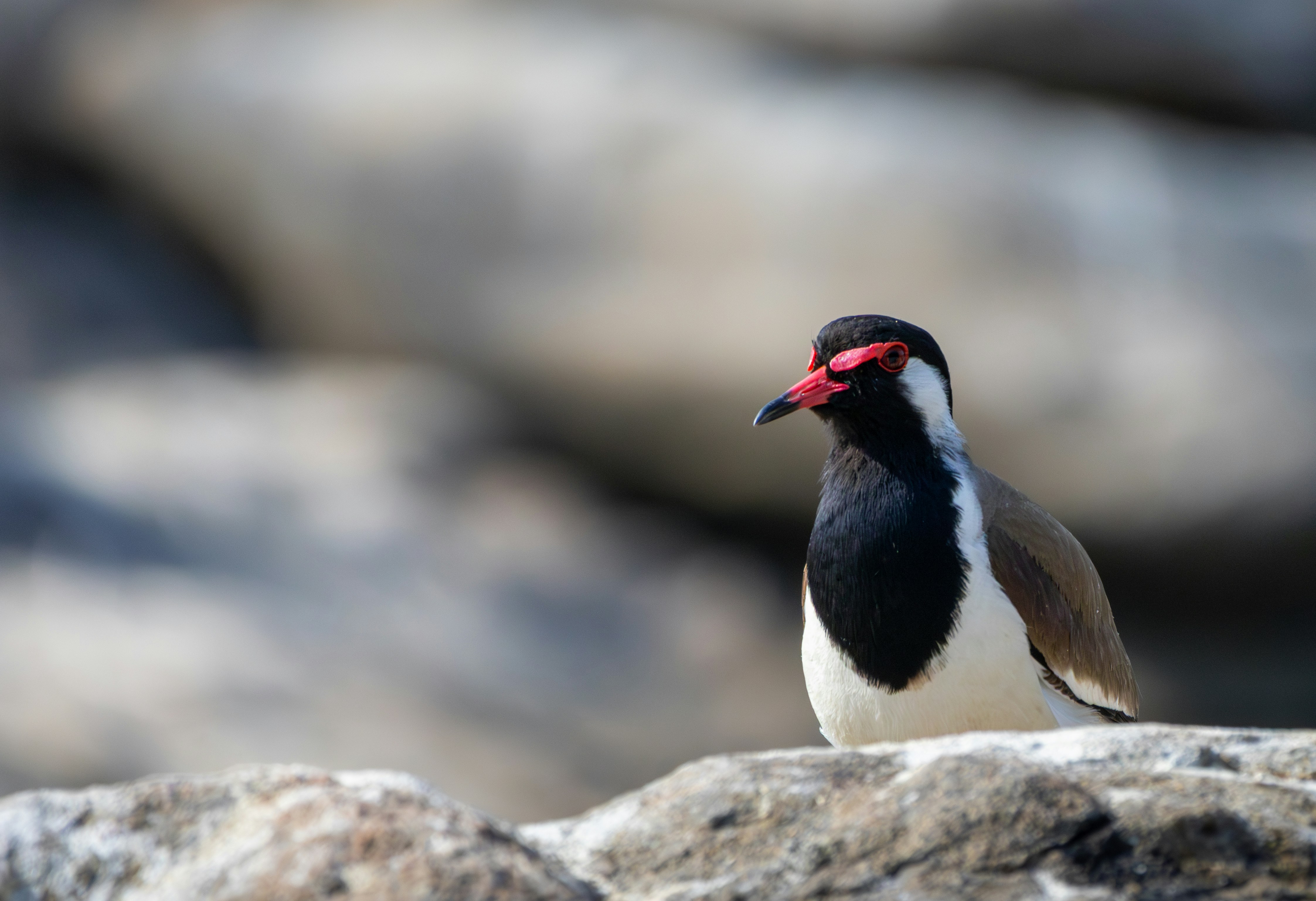 Red-billed Moorhen on Granite: Focused Portrait Against Sea-Blur