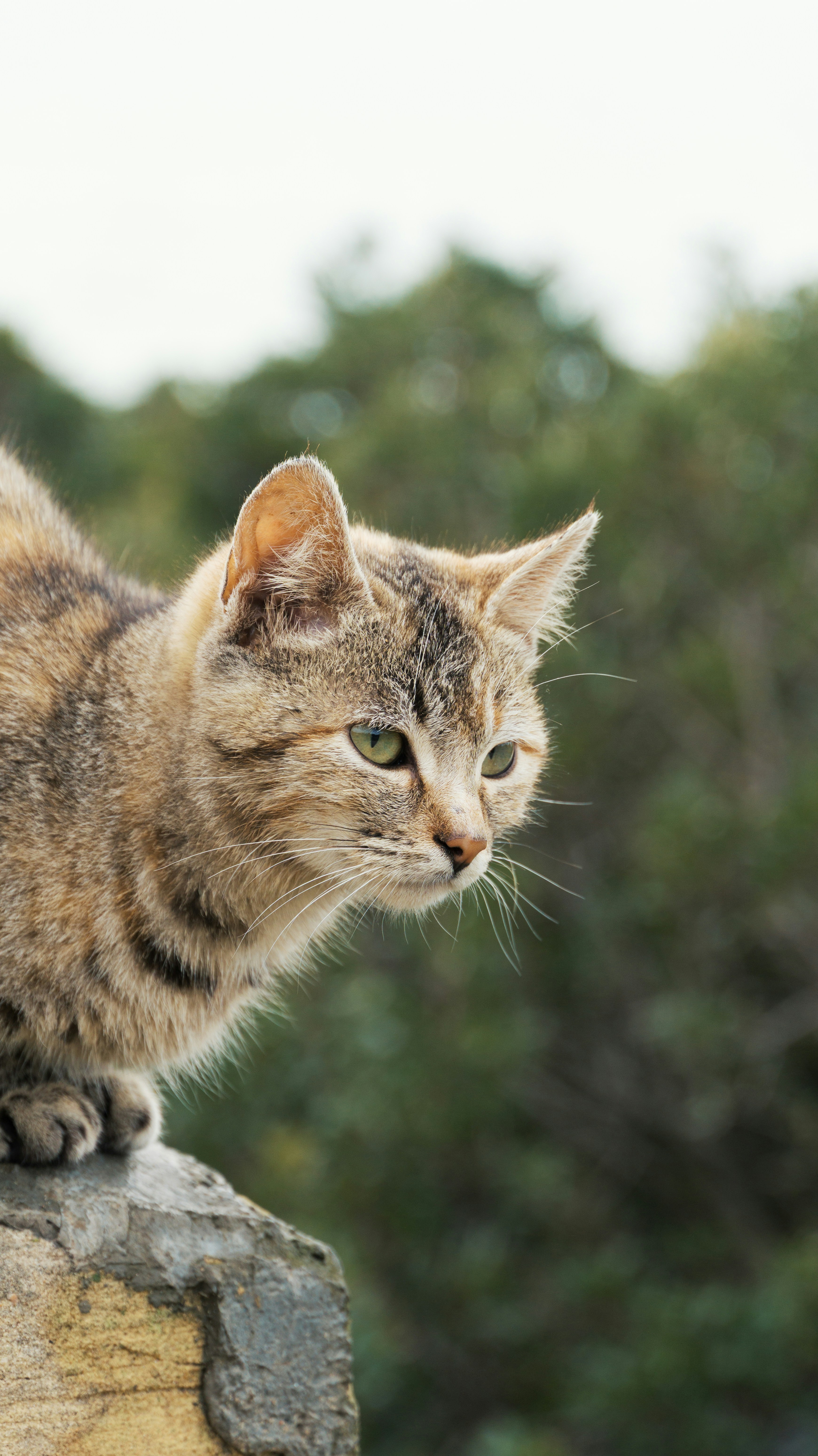 Curious Gaze: Cat perched on a rocky ledge