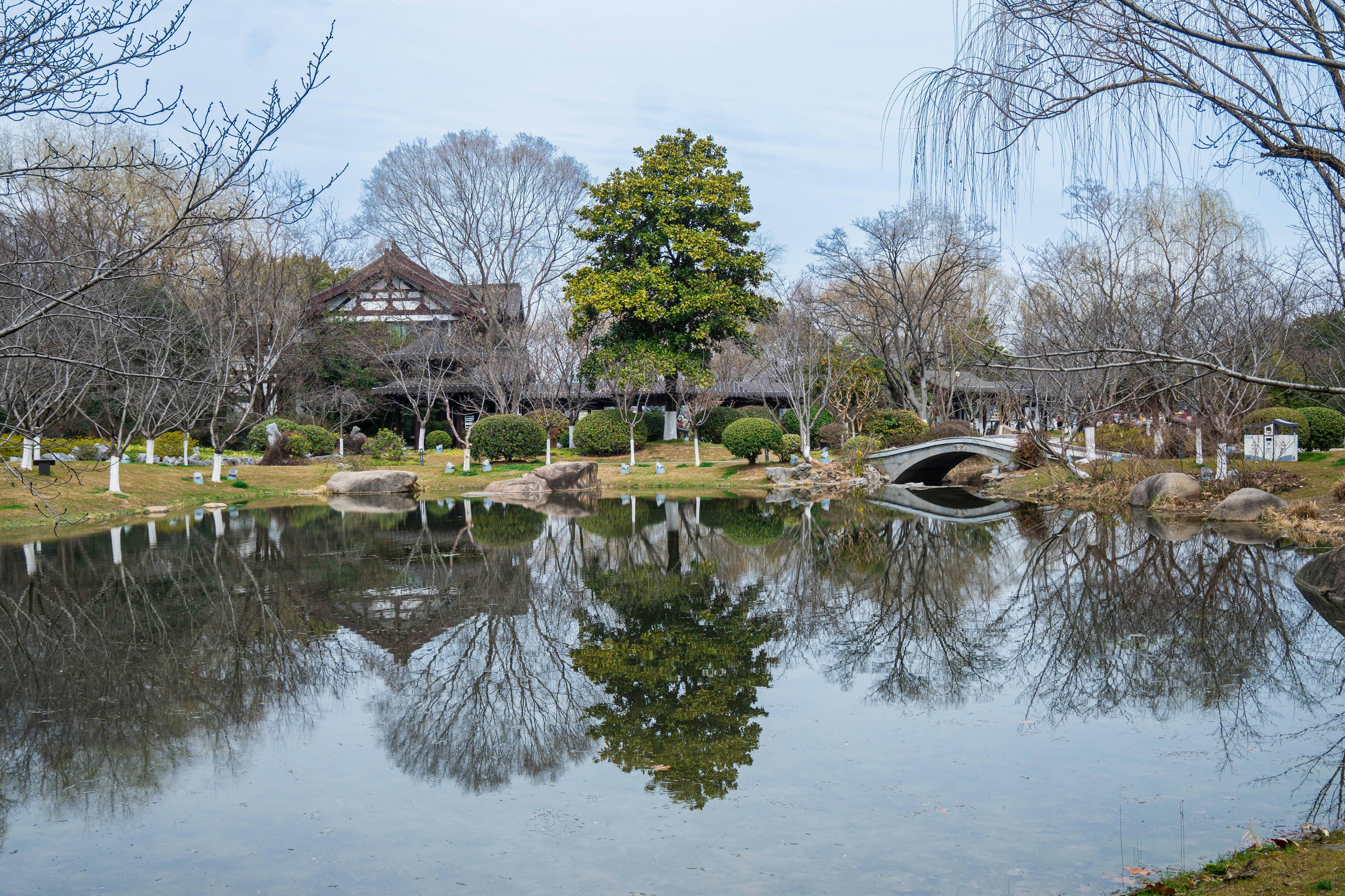 Mirror of Quiet Pines across a Tranquil Pond