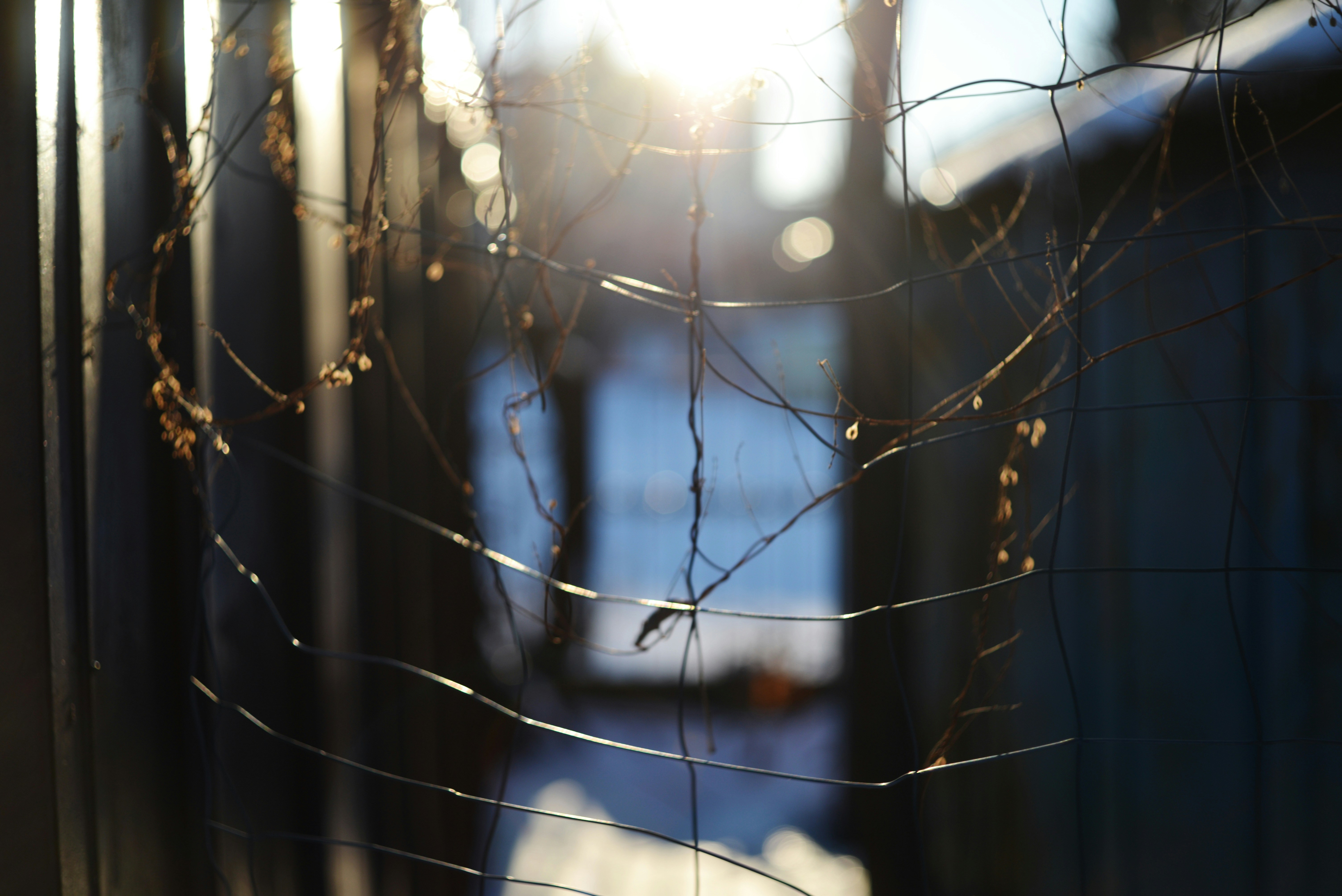 Morning Filament: Spider Web Backlit by Winter Sun