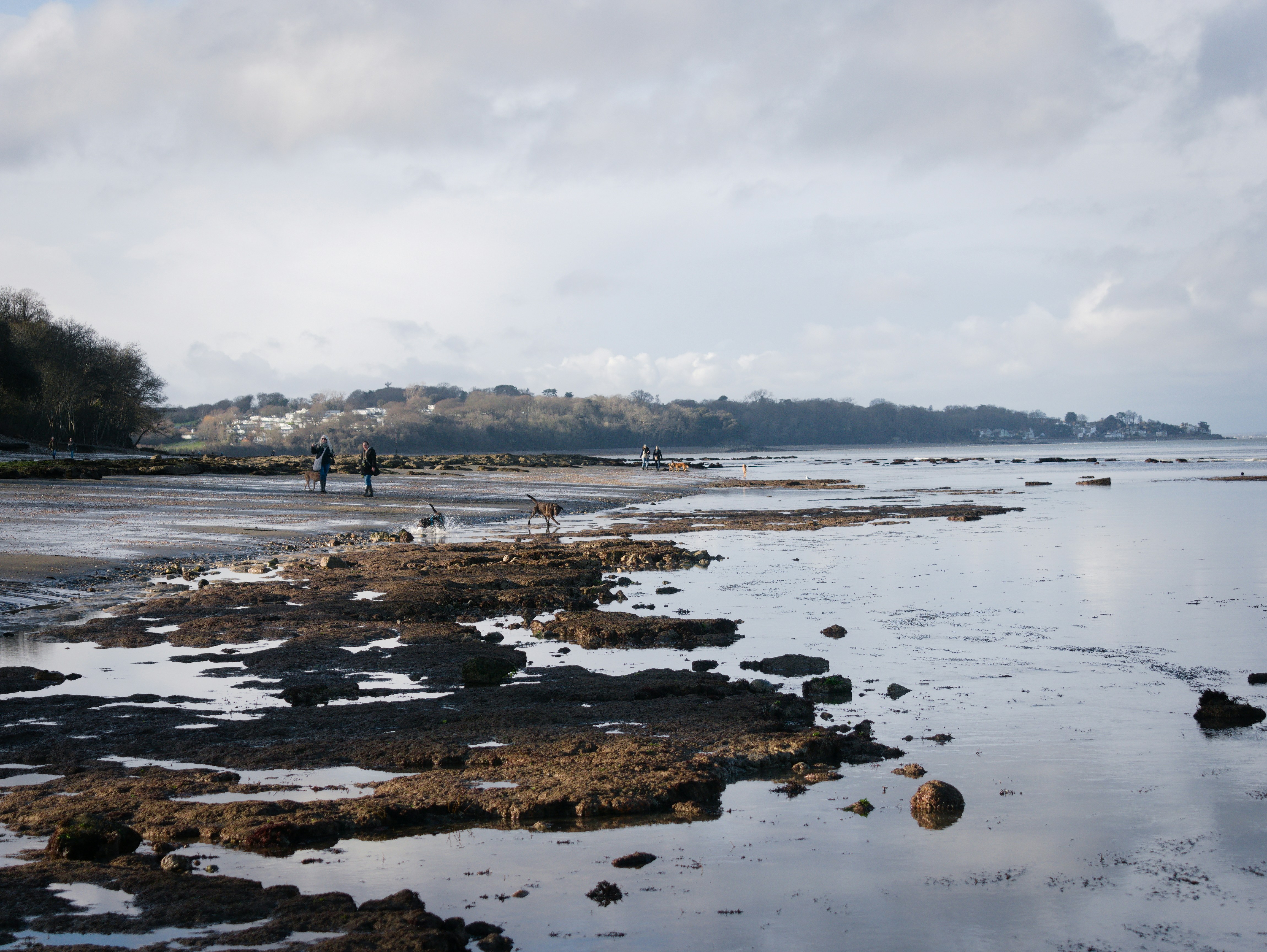Rocky coastline with calm water and distant trees