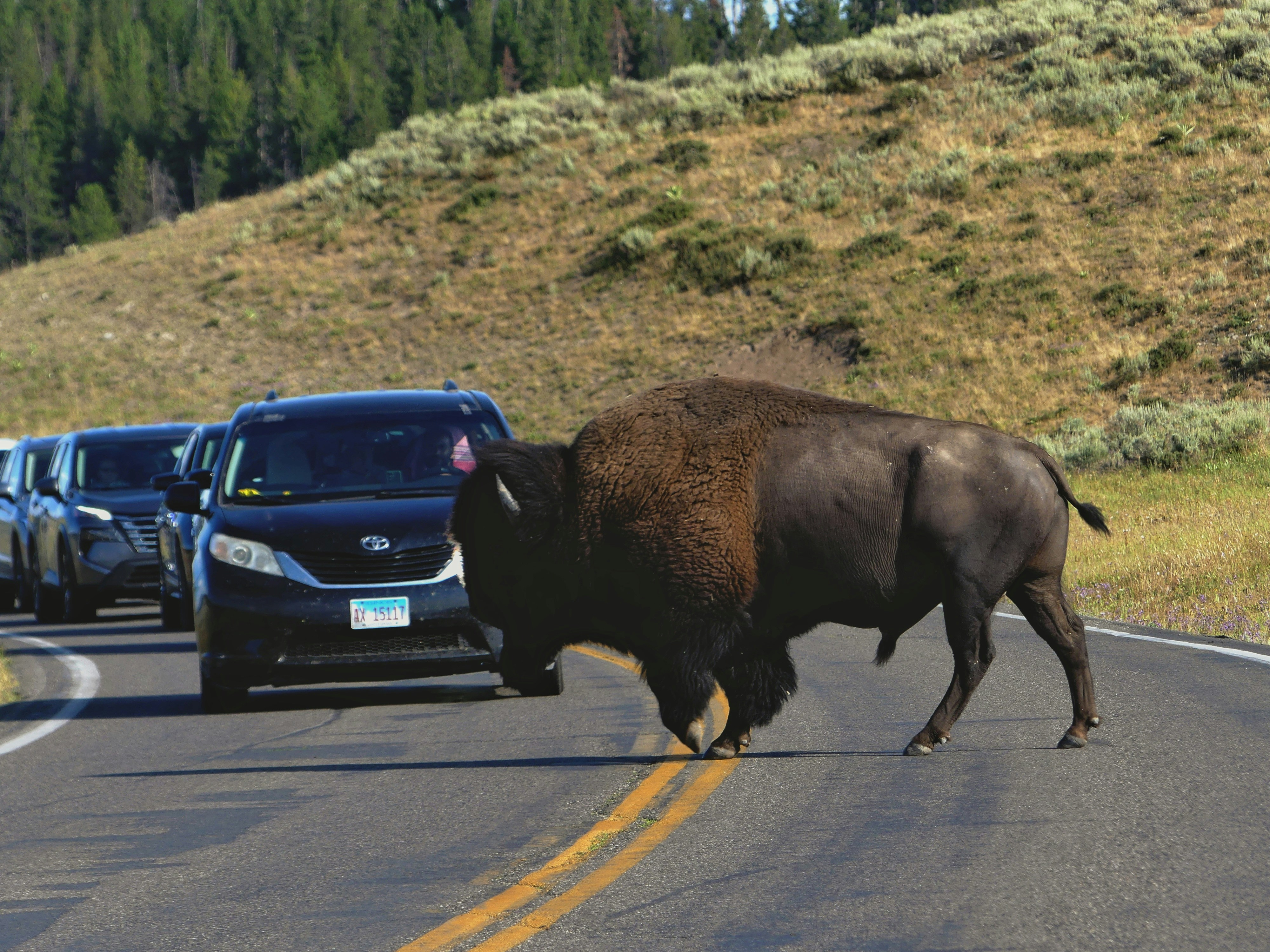 Roadblock: A lone bison confronts traffic on a winding highway