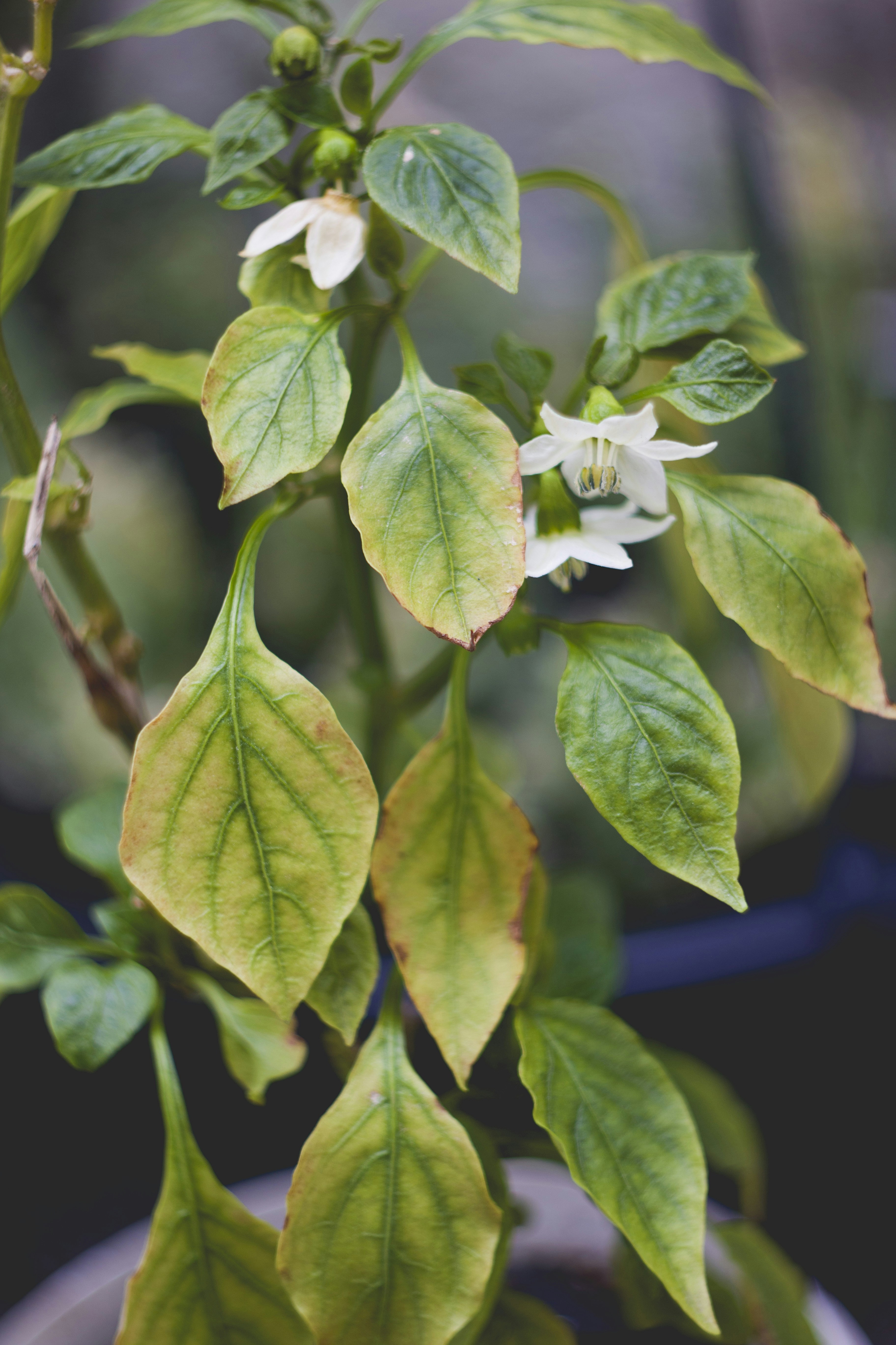 Flora in Focus: Close-Up of Variegated Leaves and White Blooms