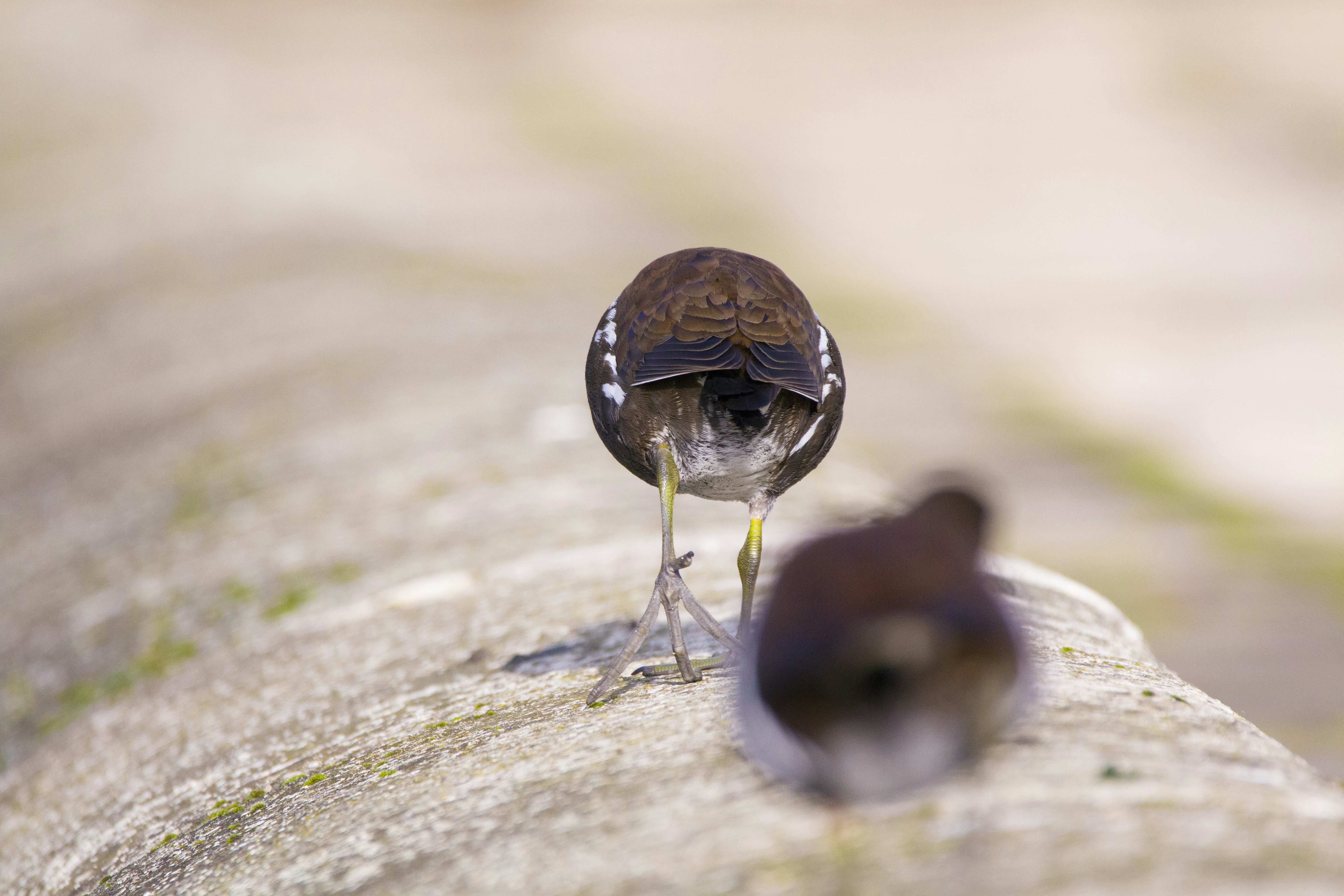Hushed Encounter on a Weathered Beam