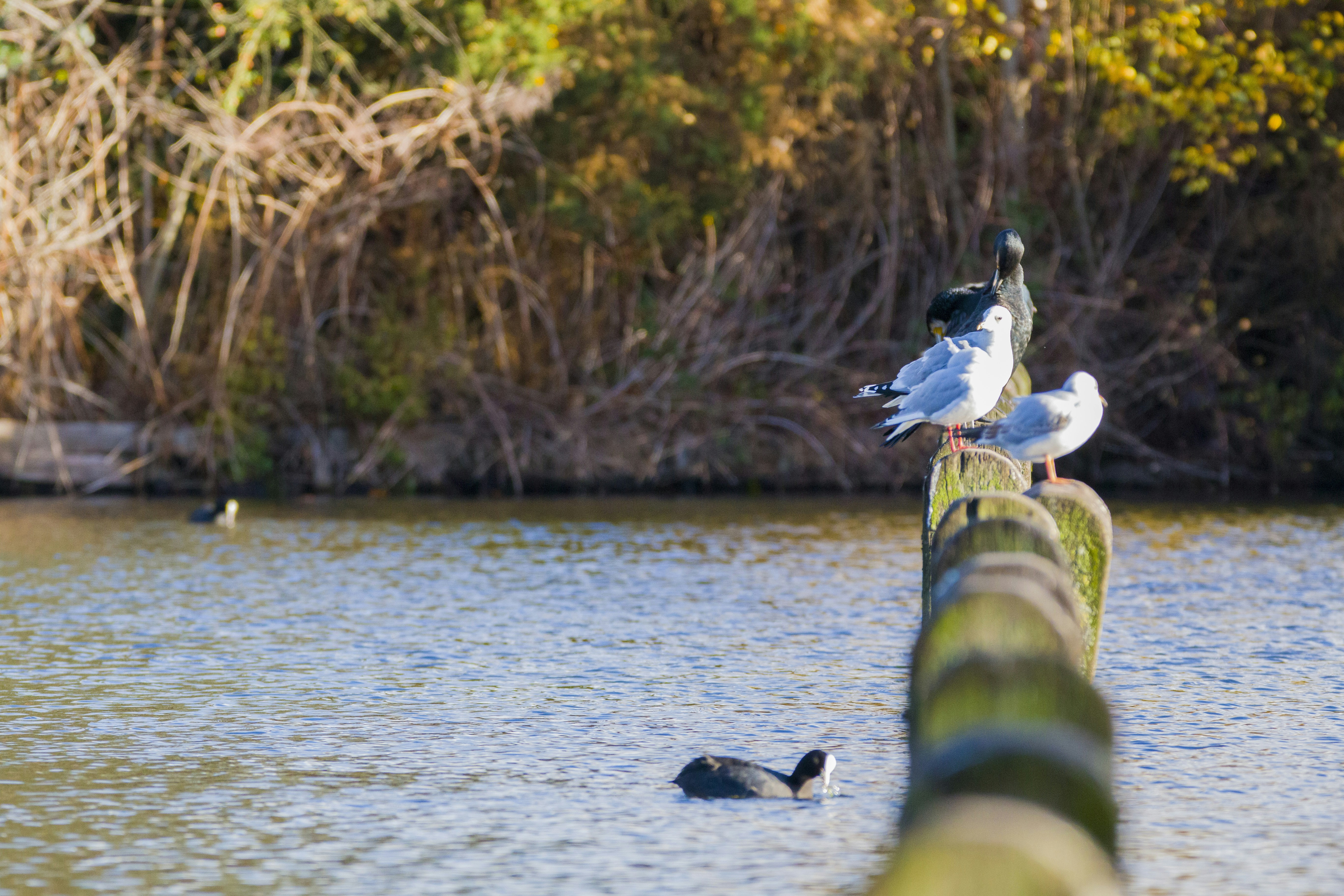 Seabirds perching along a weathered railing over calm water