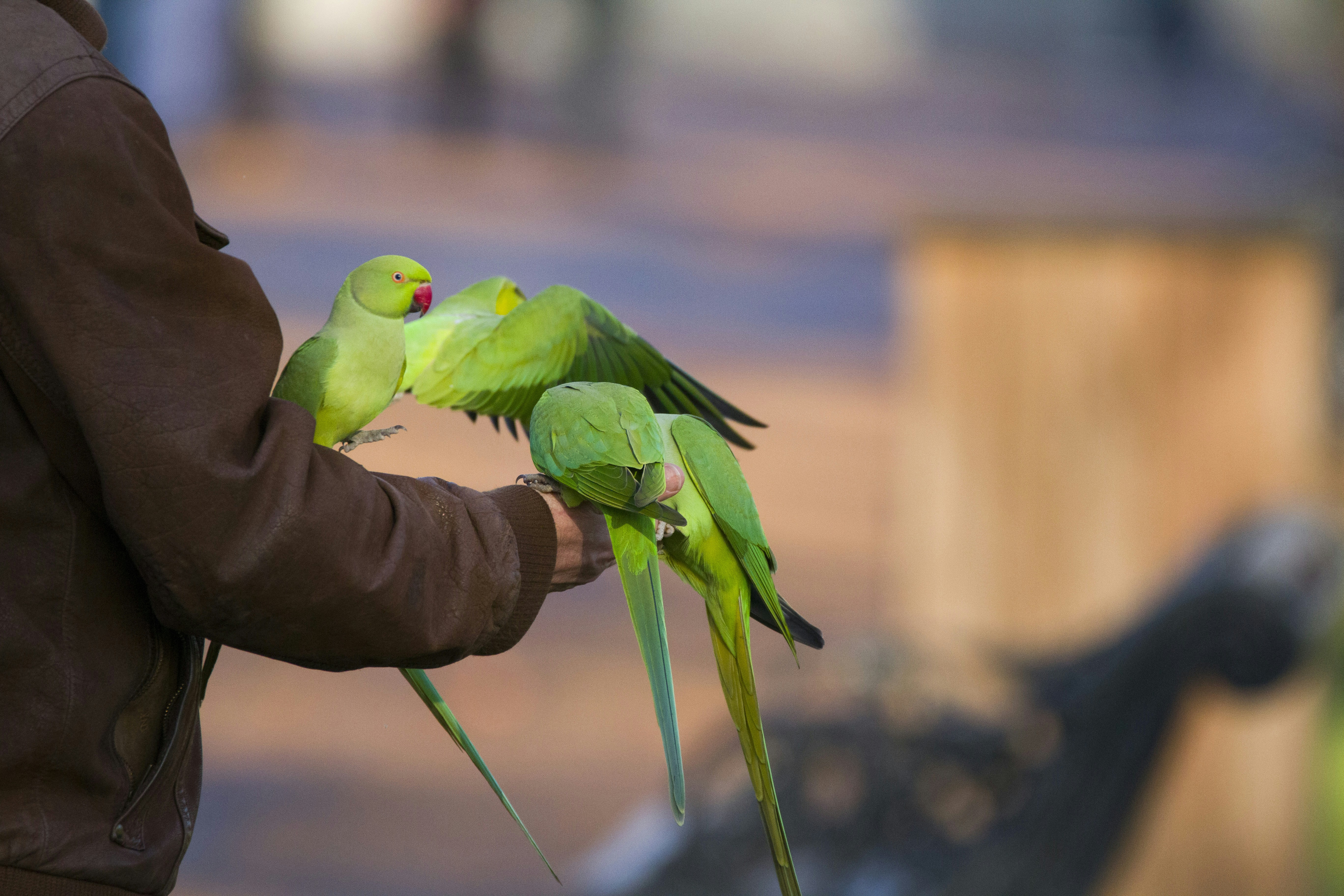 Verdant Duo: Parrots Perched on a Gentle Arm