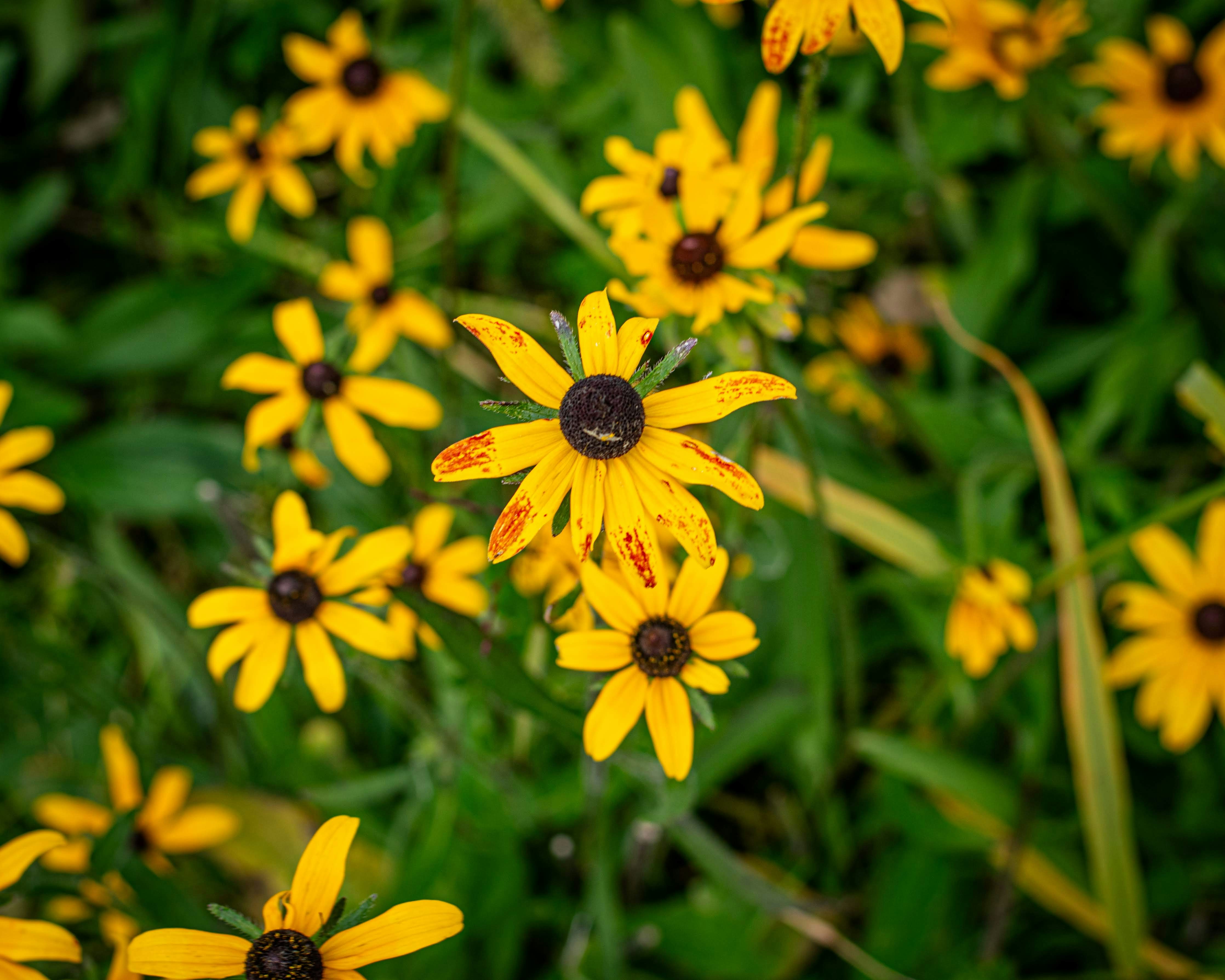 Sunlit Daisy Mosaic: Radiant Yellow Centers in a Green Meadow