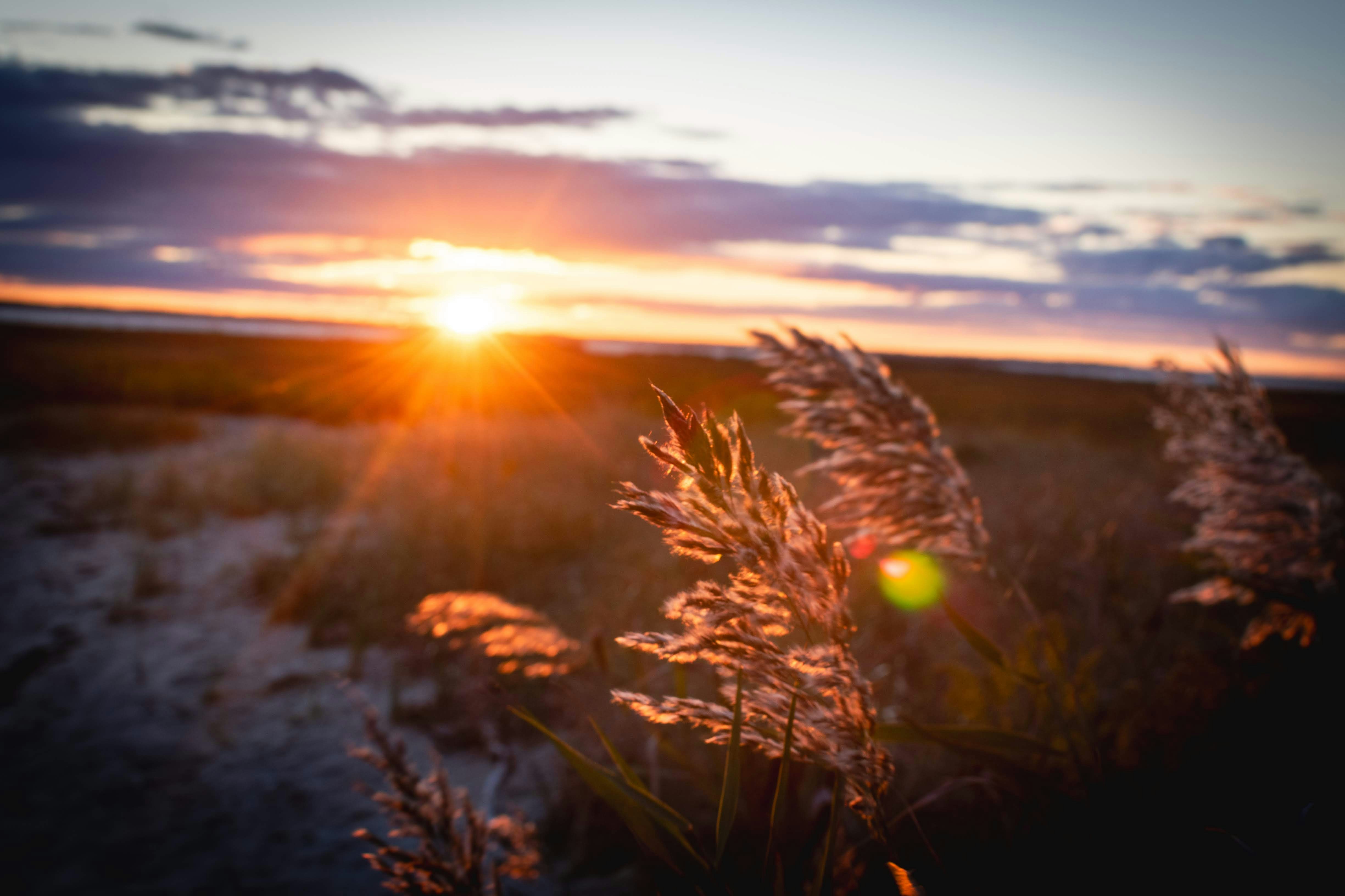 Sunlit reed crowns at the horizon