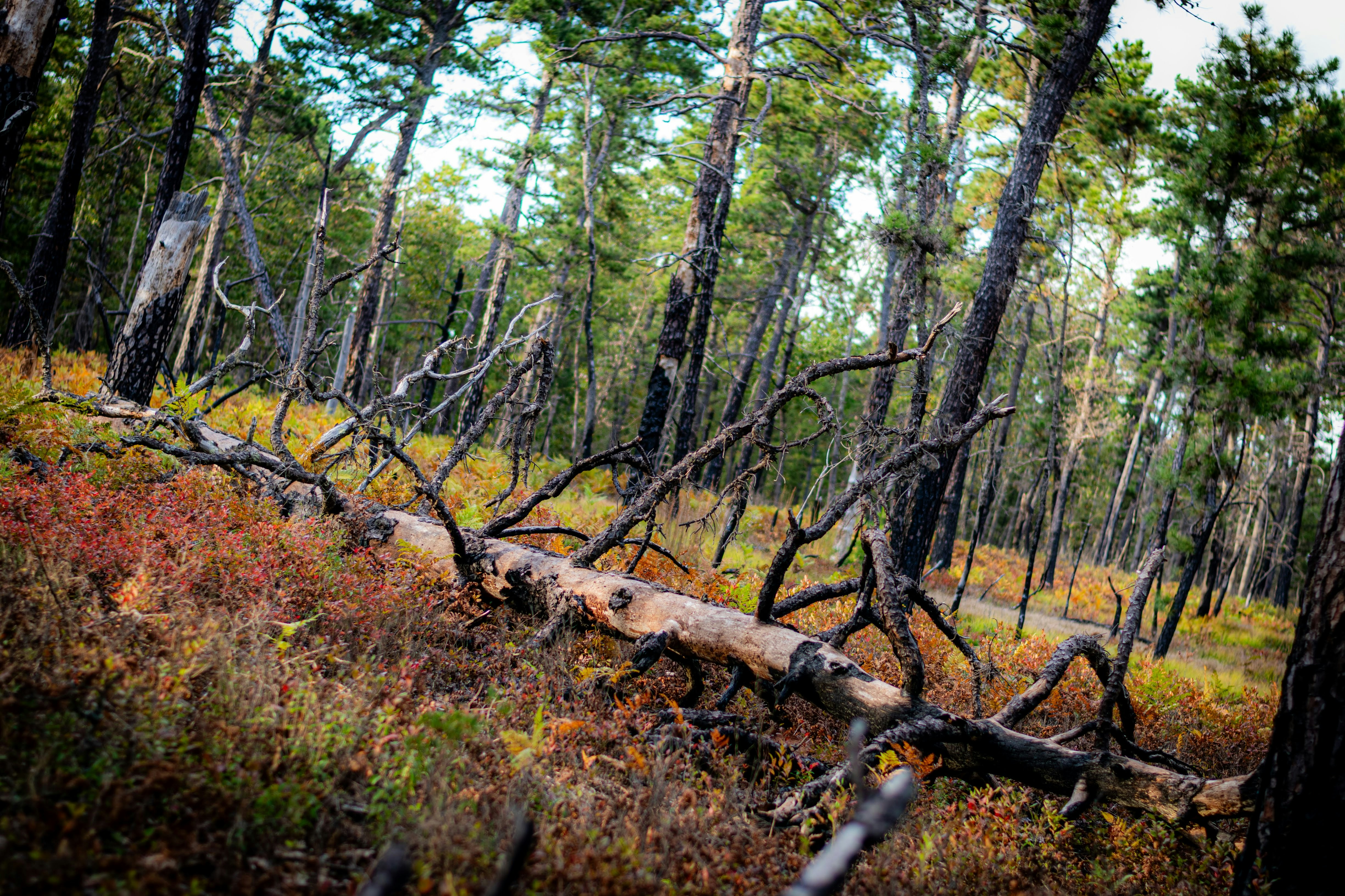 Fallen Giant in a Quiet Pine Forest