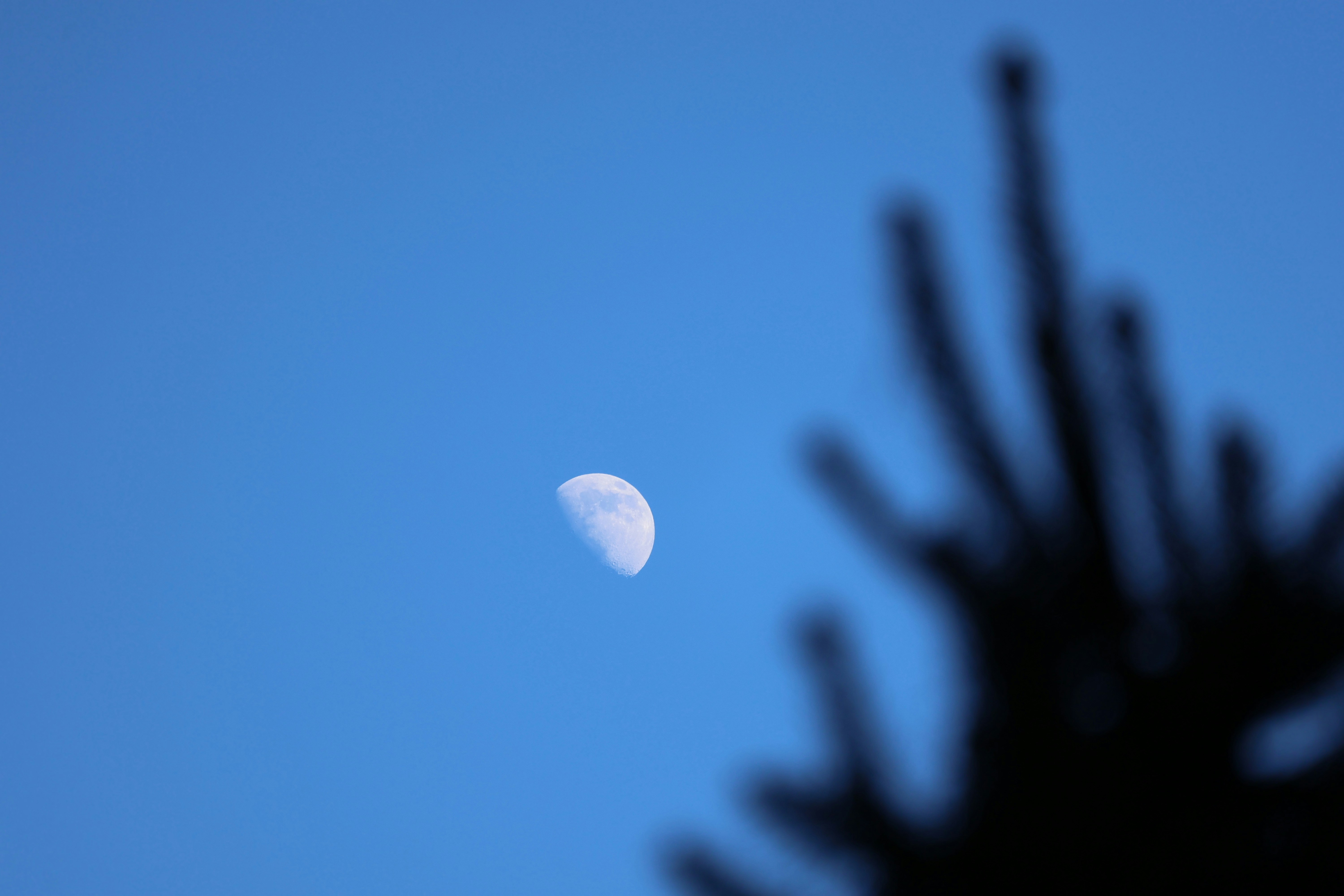 Lone Moon in a Clear Blue Wake