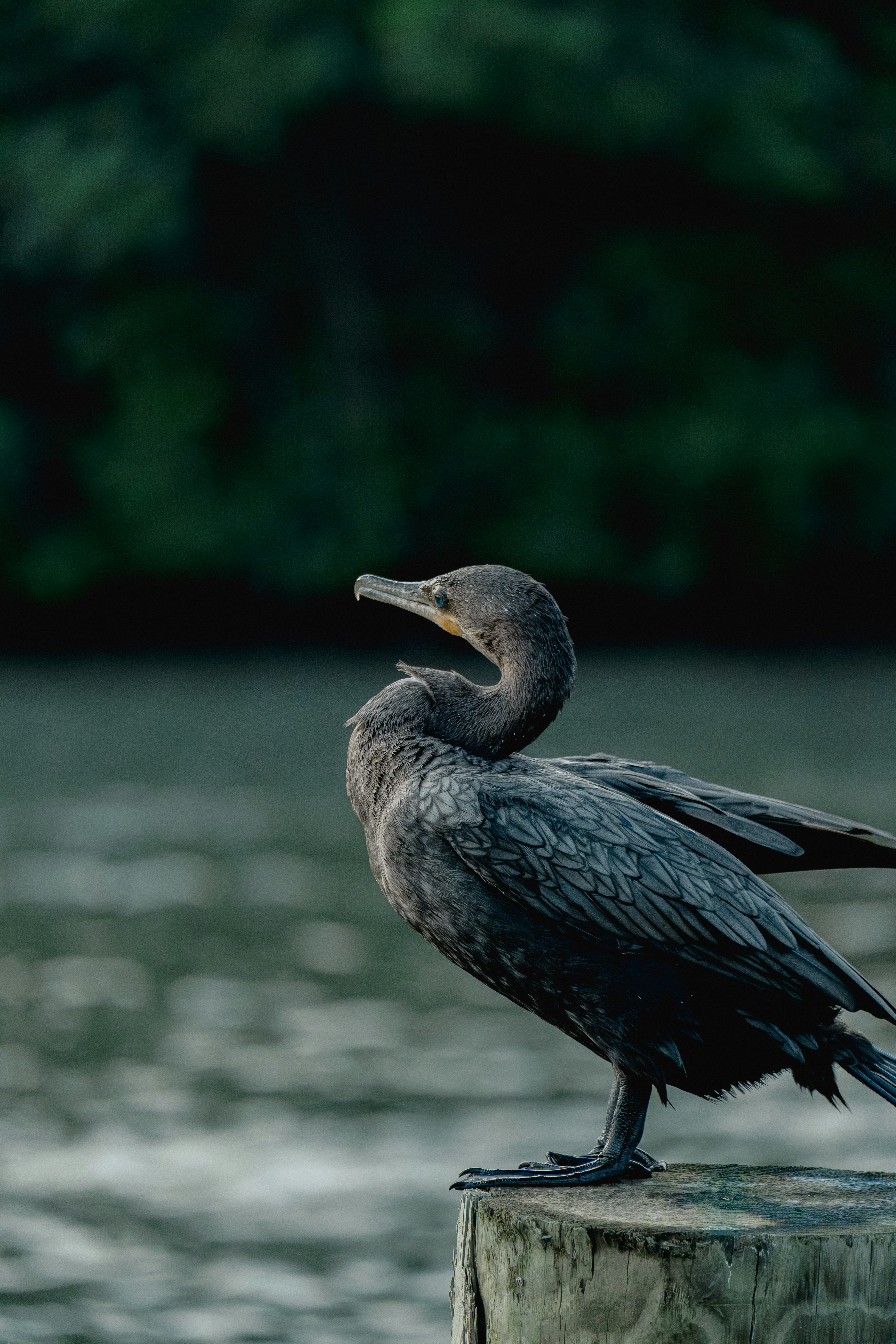 Cormorant Sentinel: Quiet Authority by the Riverside Post