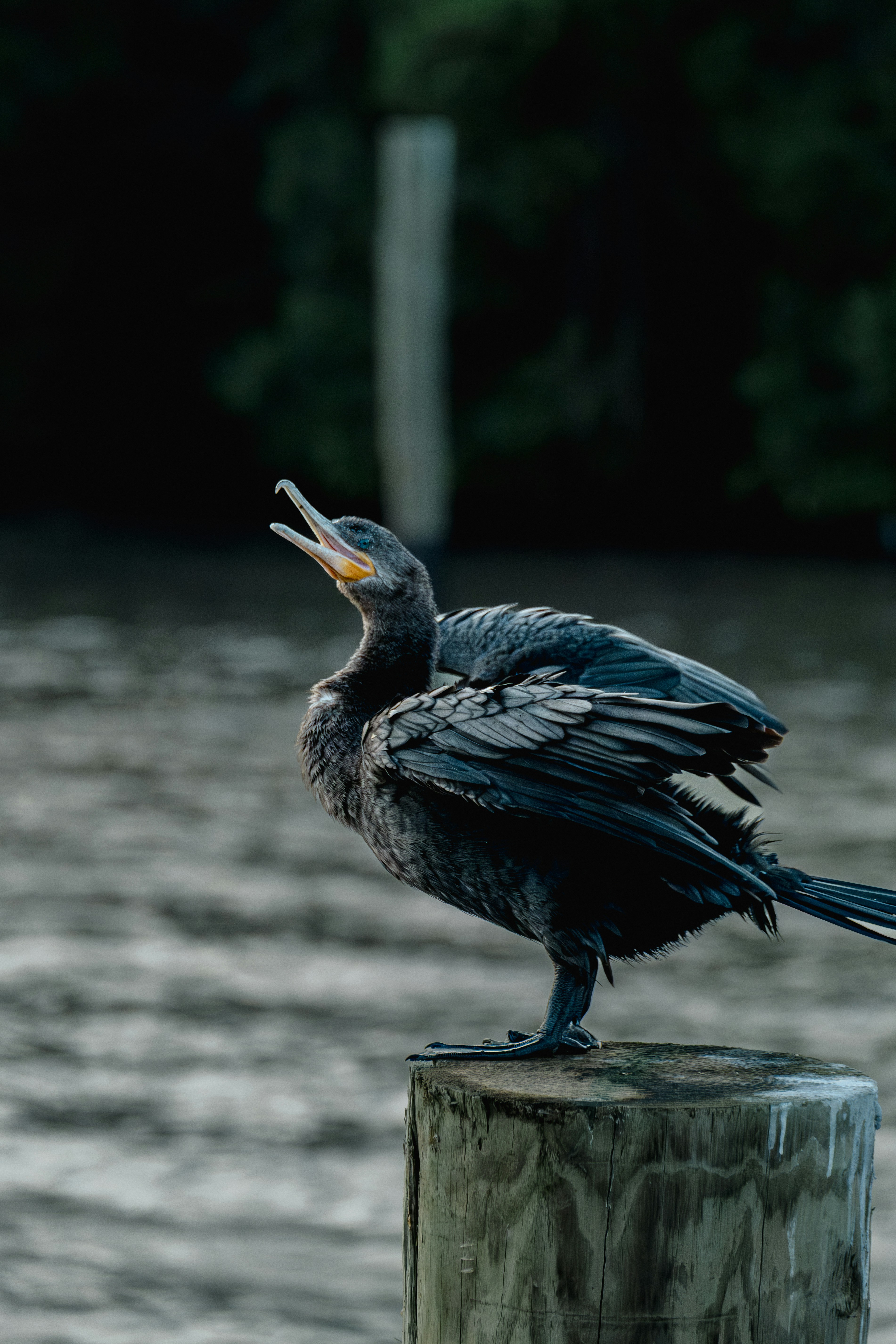 Seabird on a Post: A Crow Crowing by the Water