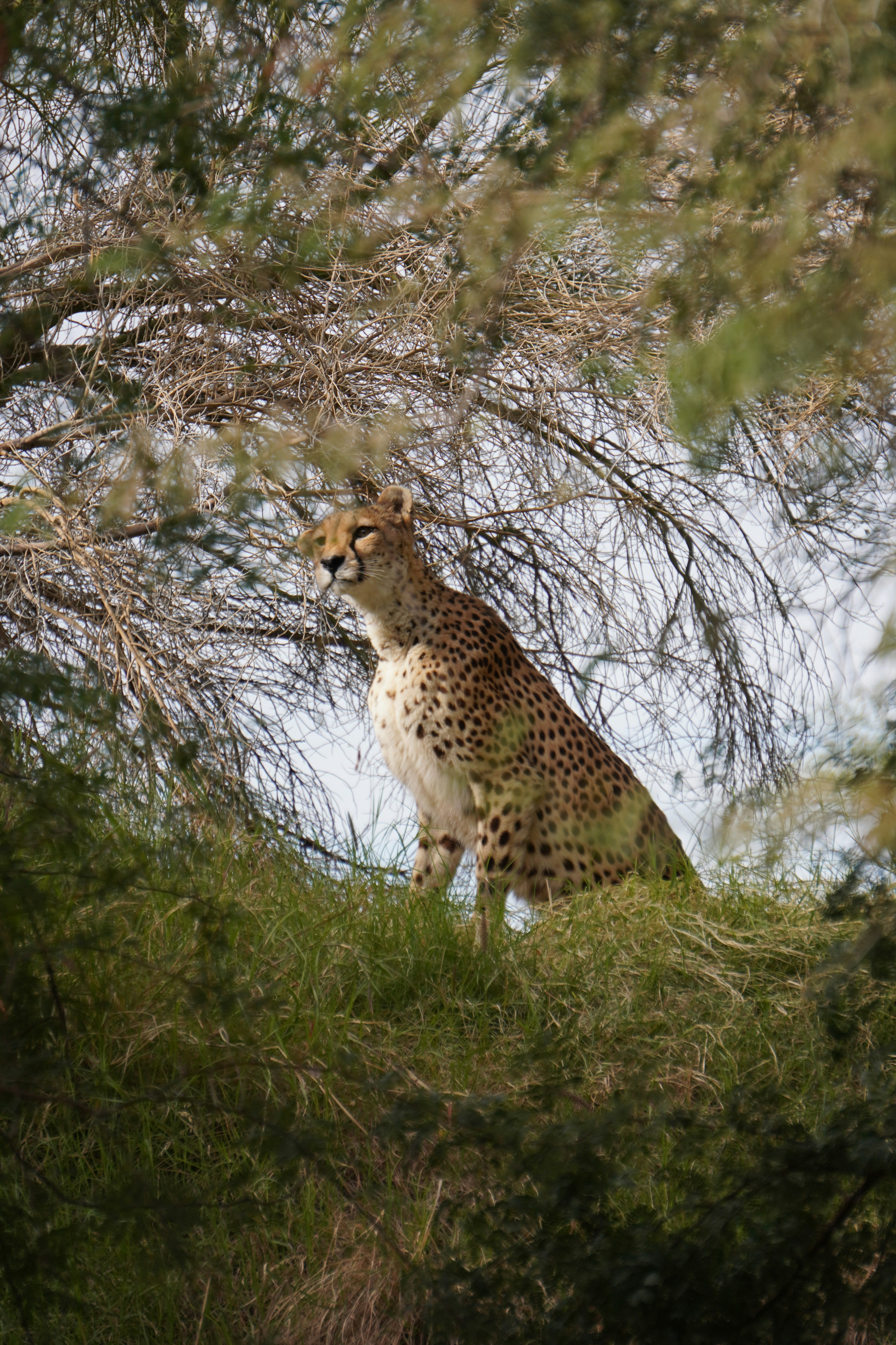 Cheetah Vigil on a Shaded Ridge