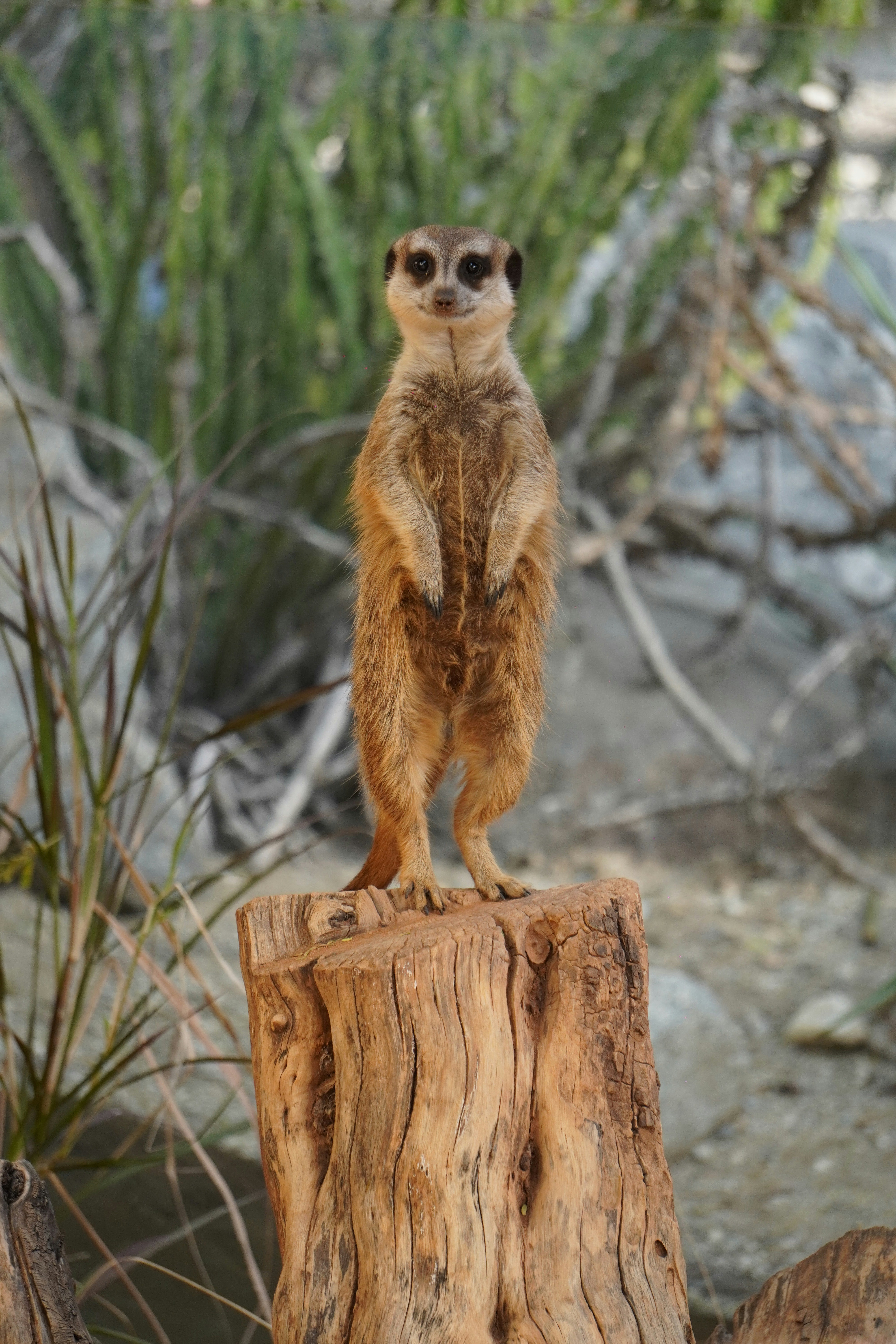Watchful Sentinel: A meerkat perches on a weathered stump
