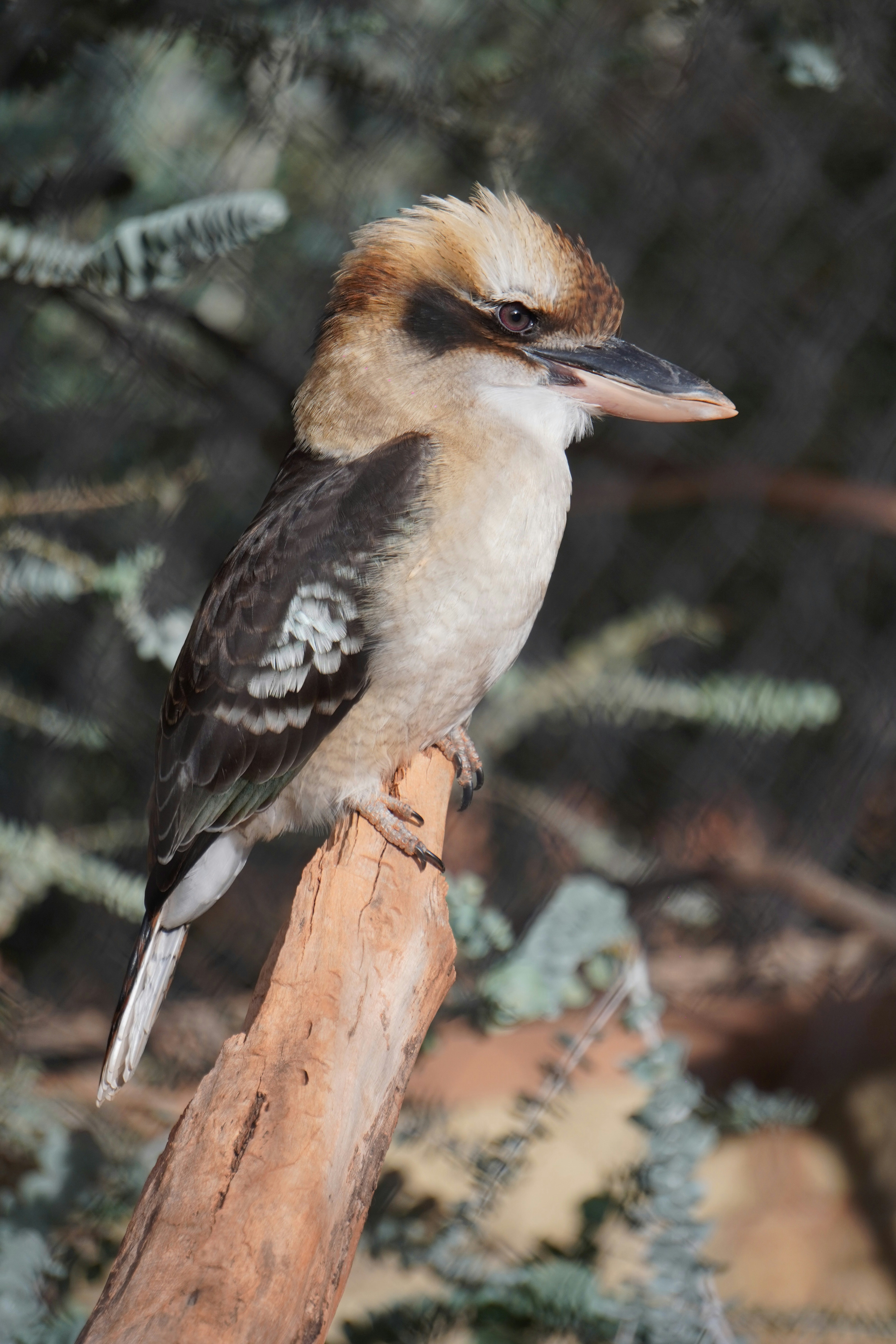 Perched Beak and Forest Gaze