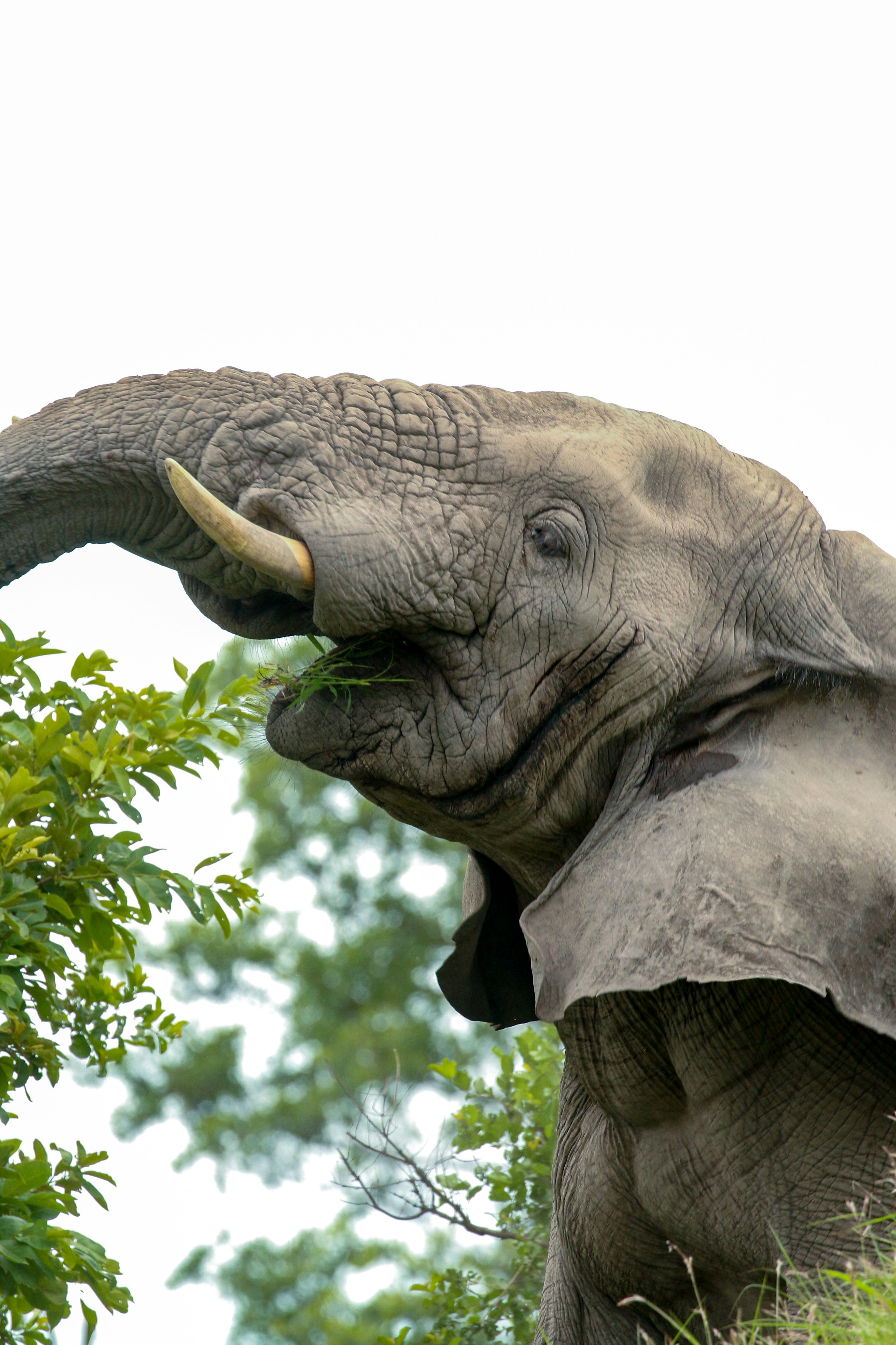 Trumpeting Giant: An Elephants' Quiet Moment Amid Foliage