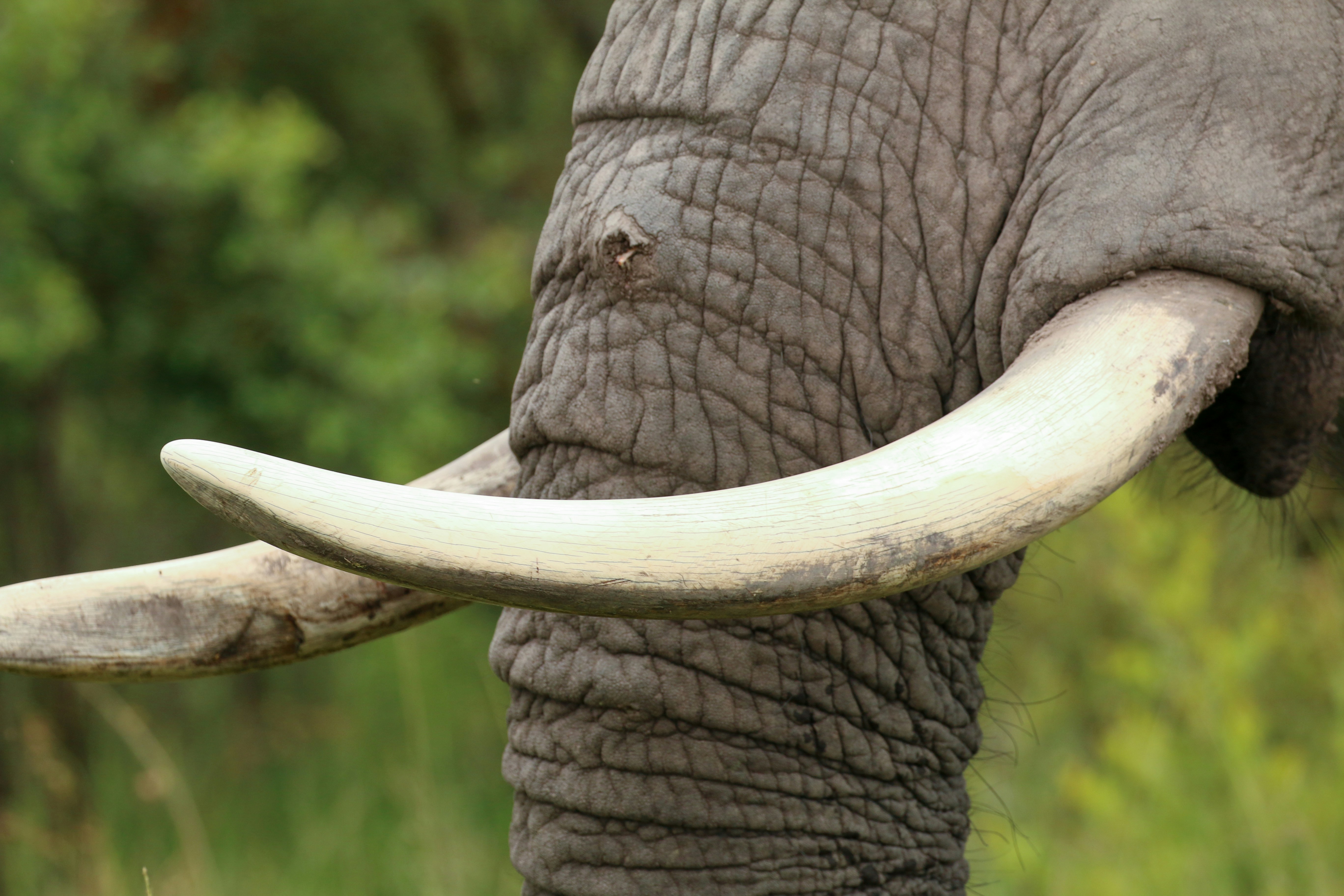 Tusks in Focus: The Quiet Gaze of an Elephant's Trunk Moment