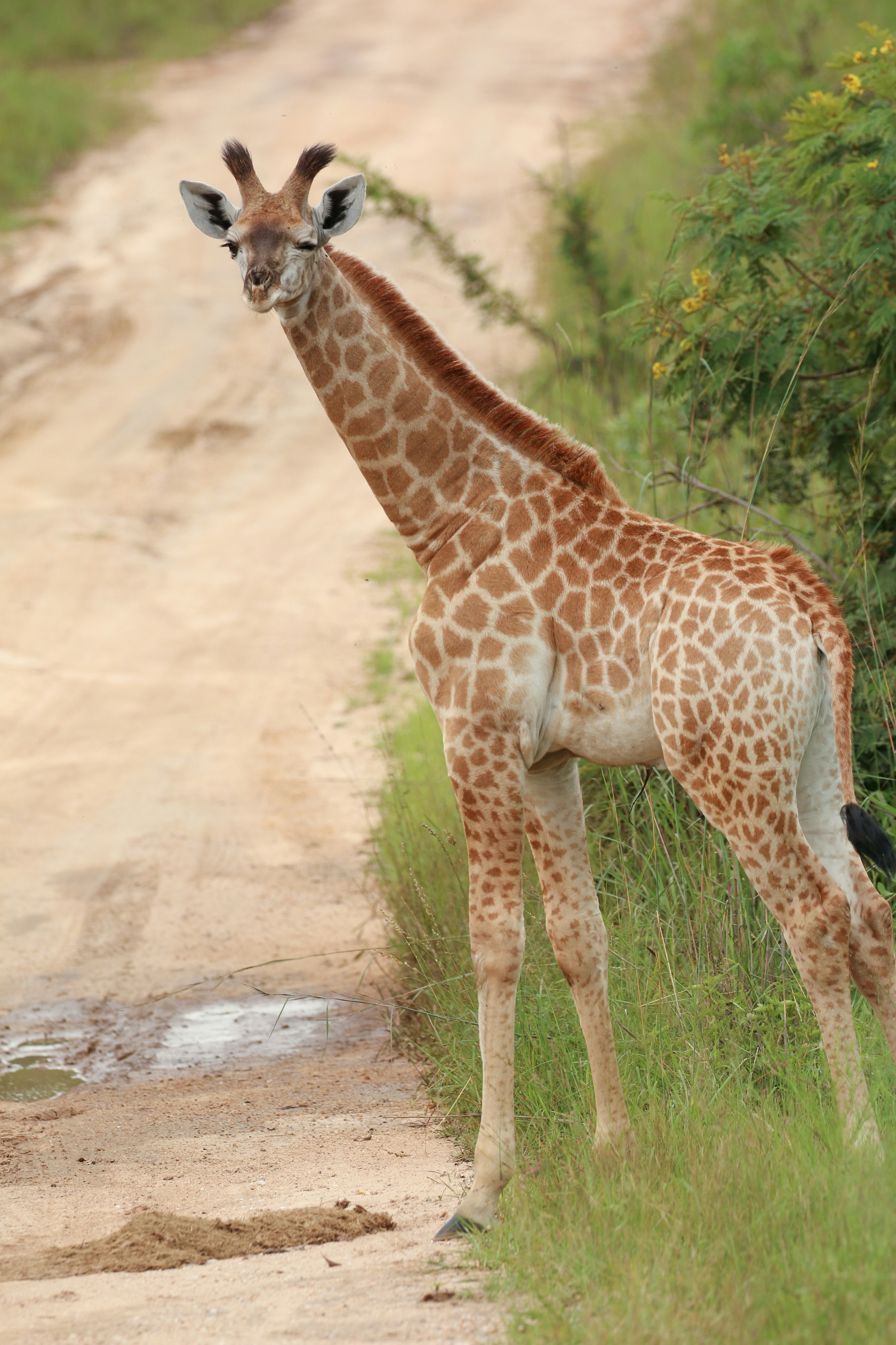 Giraffe on a dusty path: a long-necked silhouette amid scrubby greens