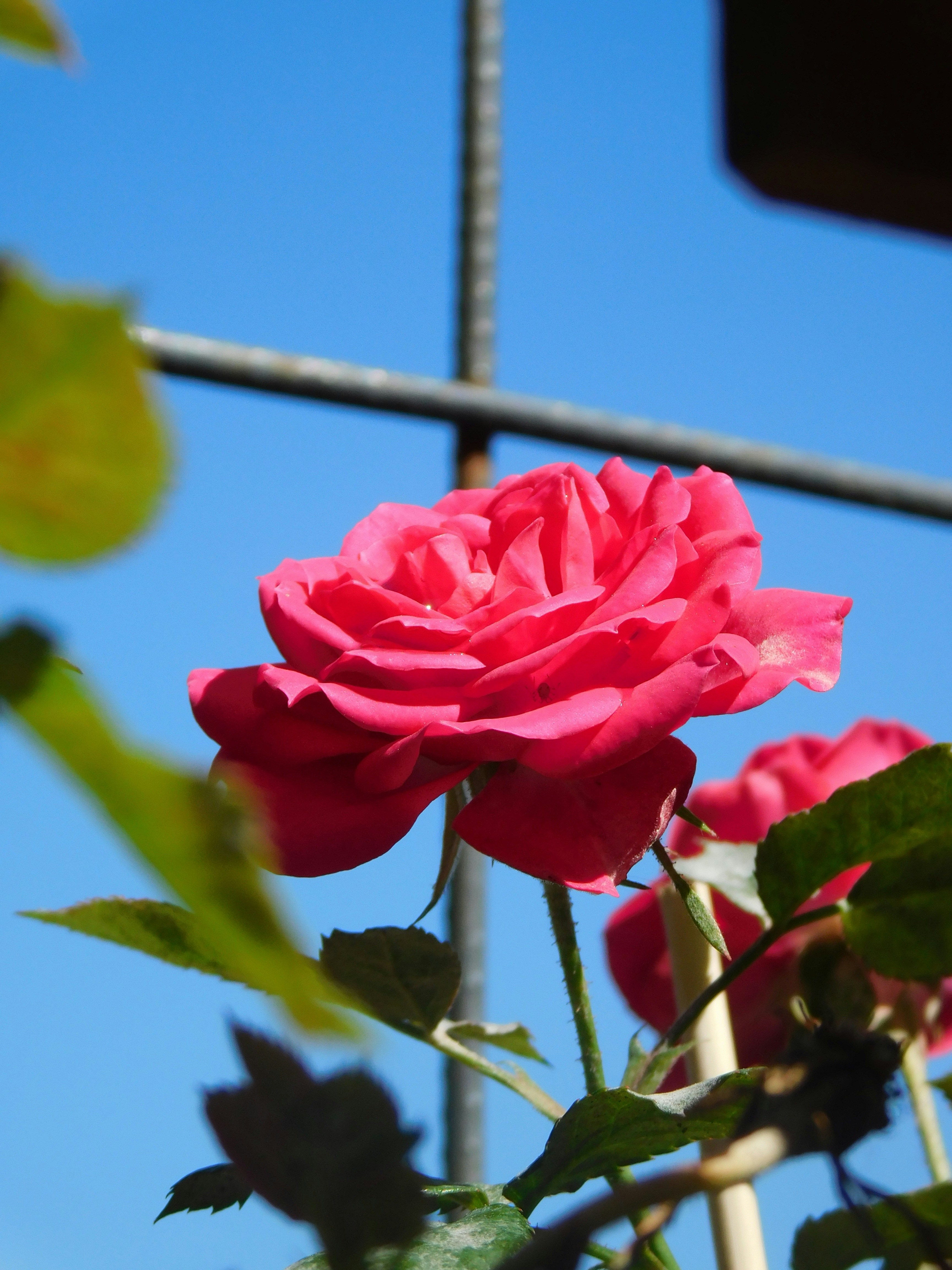 Crimson Rose Against a Sky of Blue and Iron