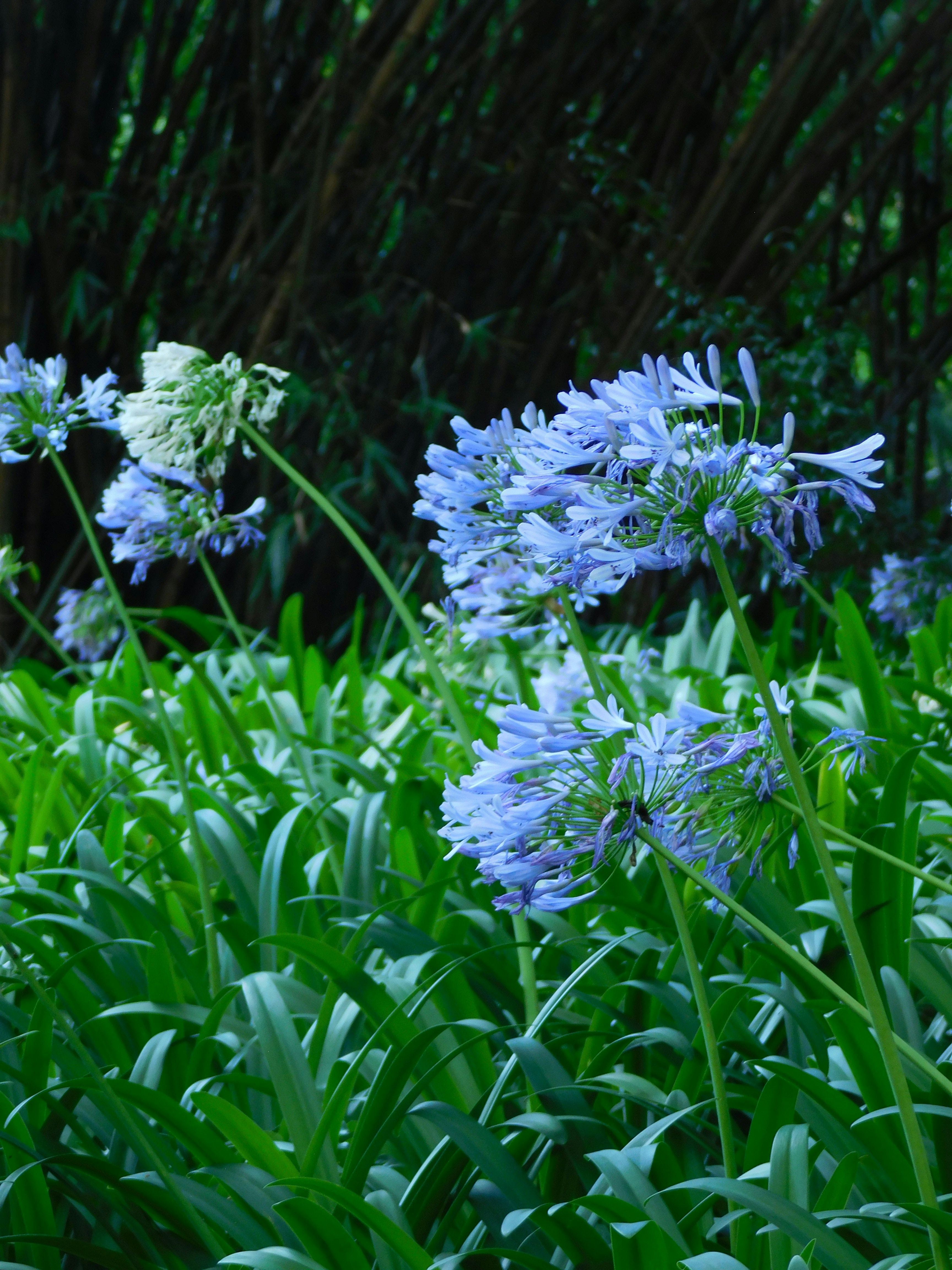 Azure Umbrellas in a Sea of Green