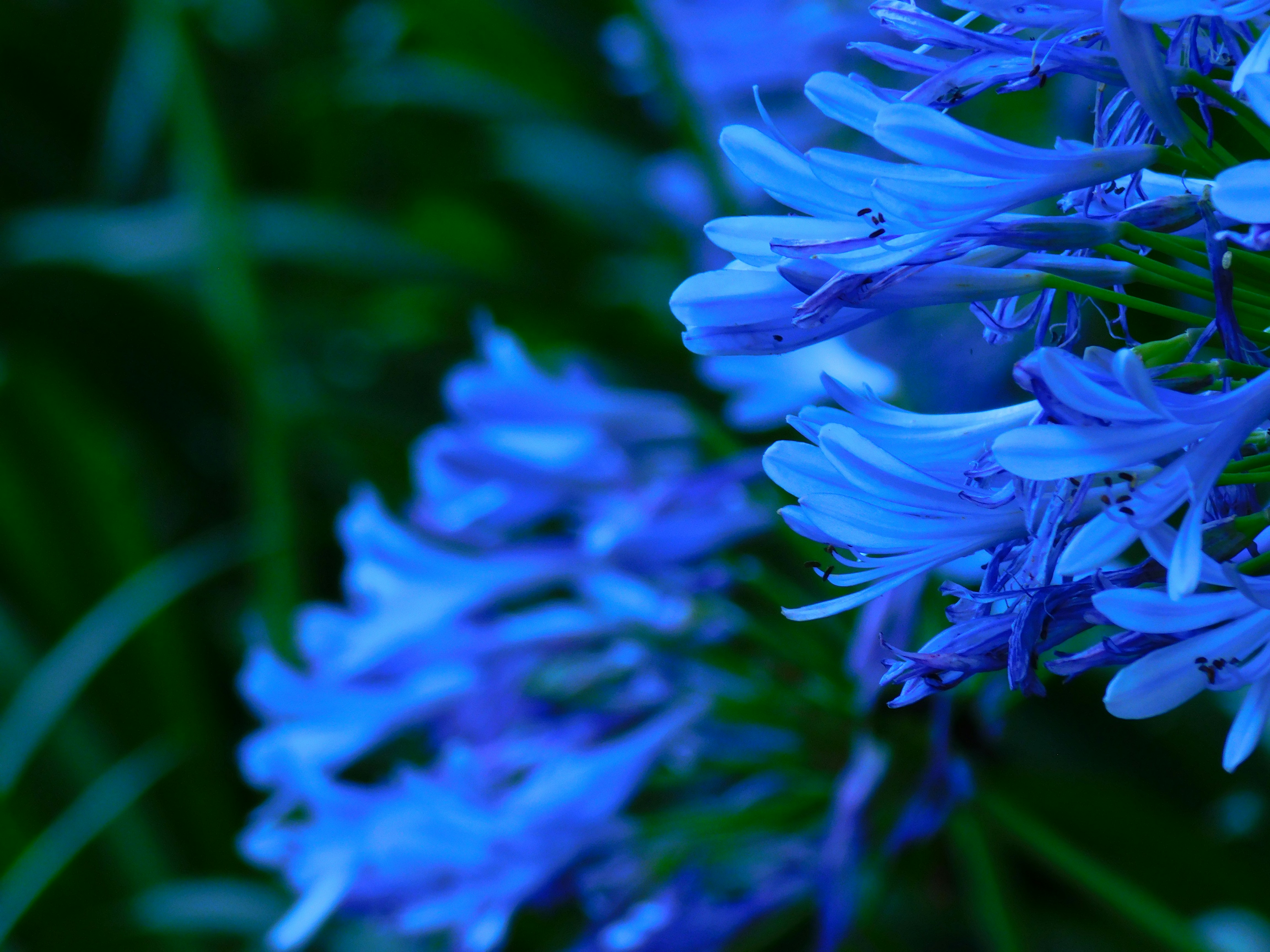 Blue Bloom: A Close-Up Dive into Indigo Petals