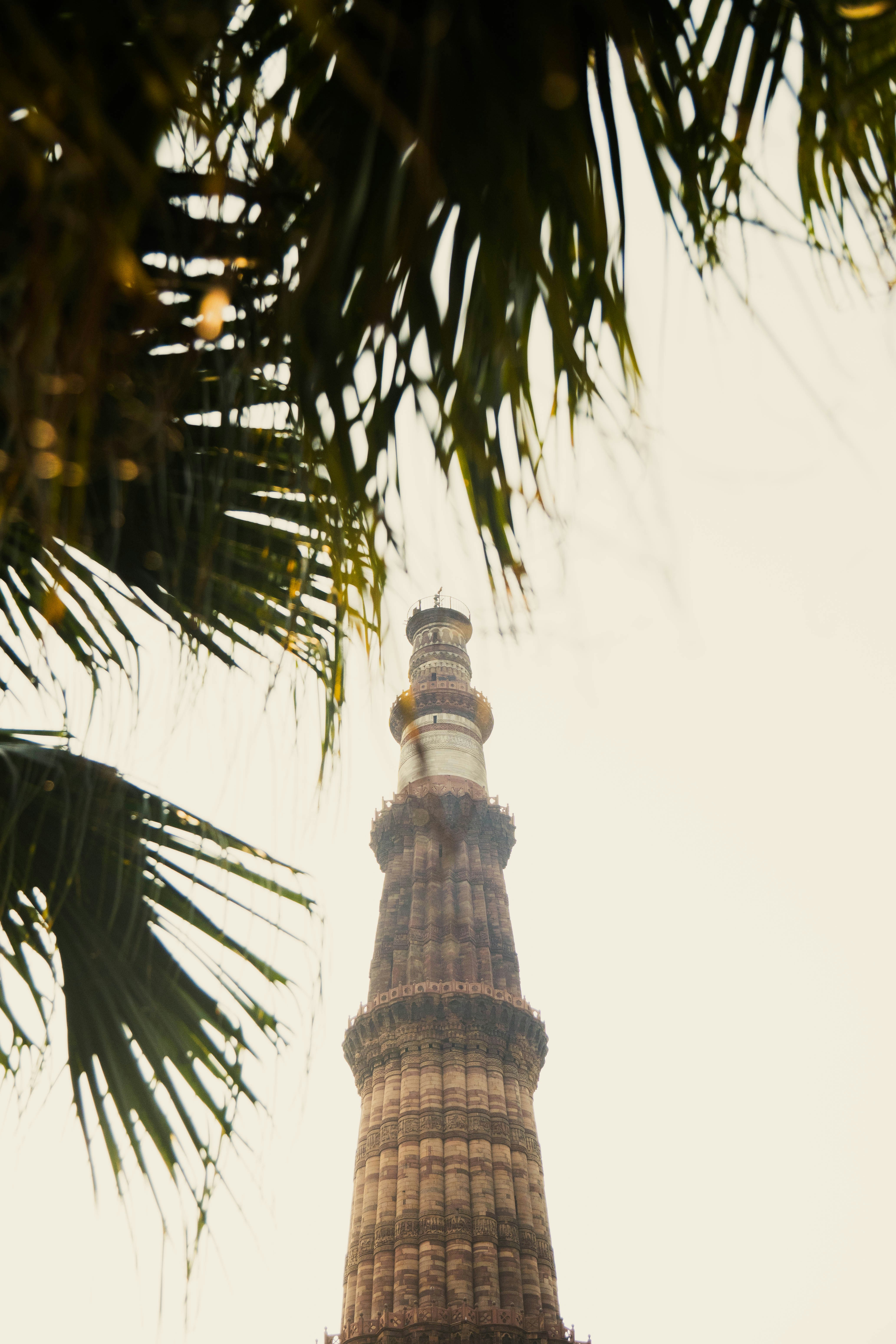 Beneath Fronds: A Tower Reaches Skyward