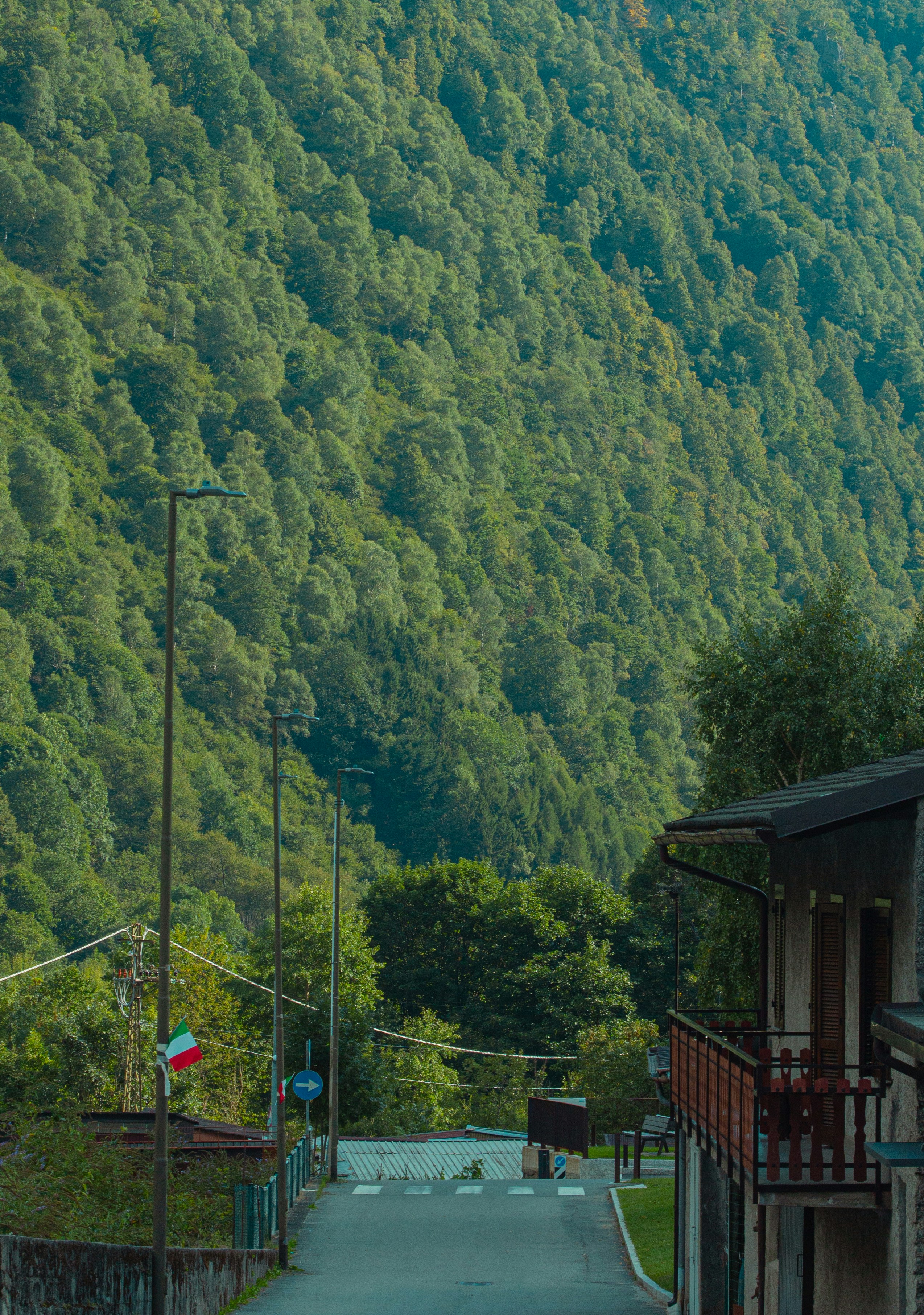 Rural Ascent: A Quiet Street Slopes toward Verdant Pines