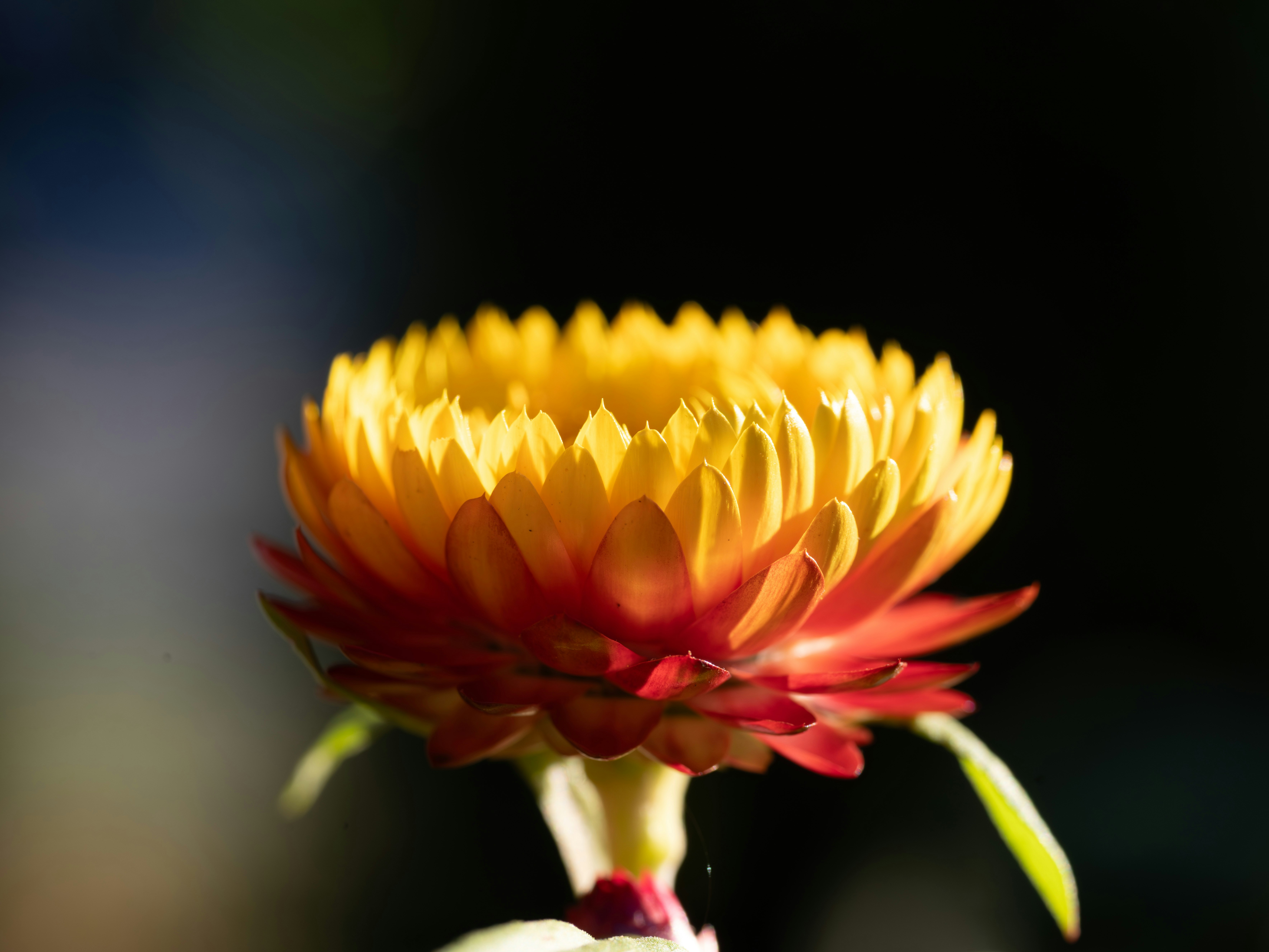 Sun-Kissed Dahlia Crown